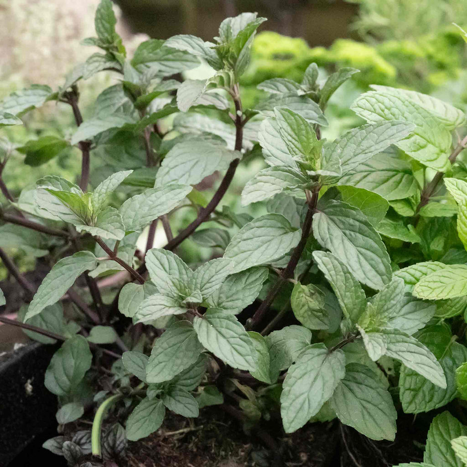 Mint Plants | Buy Mint Plant Online | Marshalls Garden