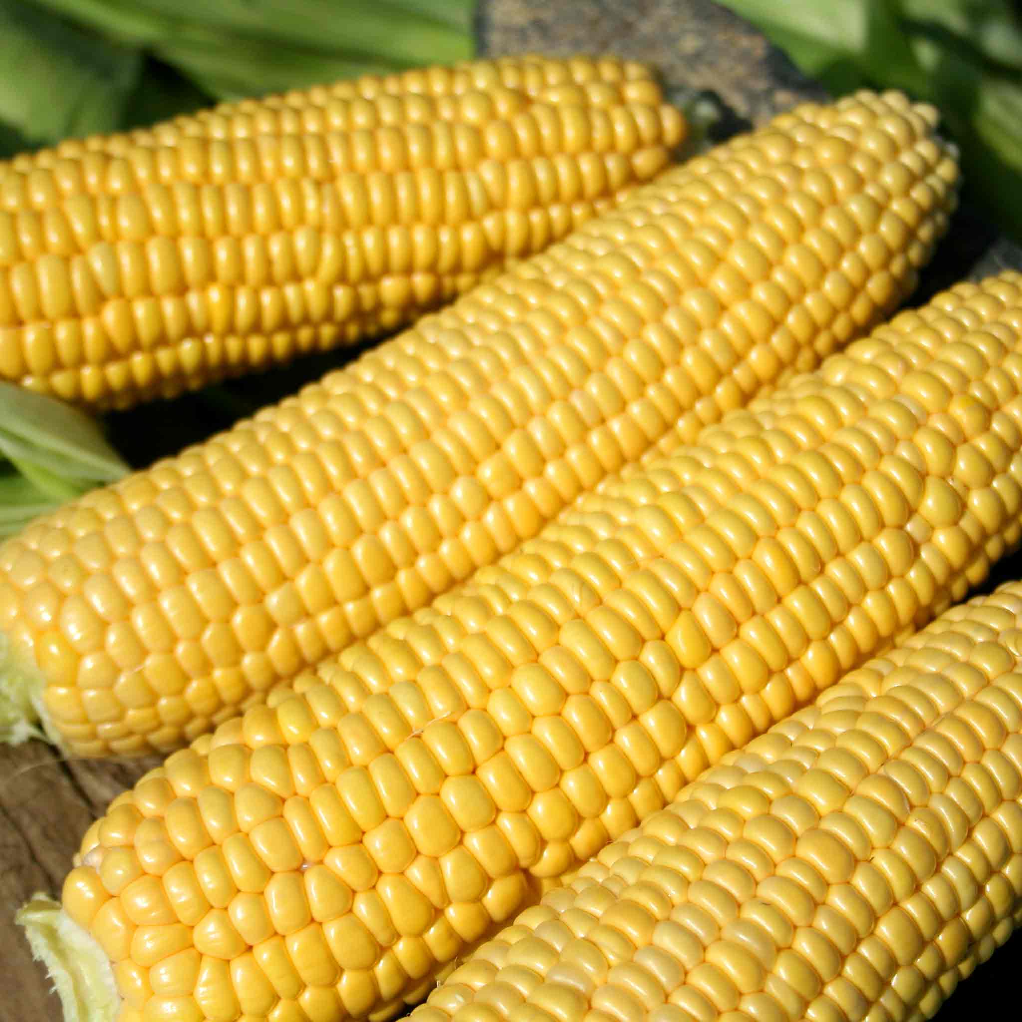 Sweetcorn Plant 'Swift' | Marshalls Garden