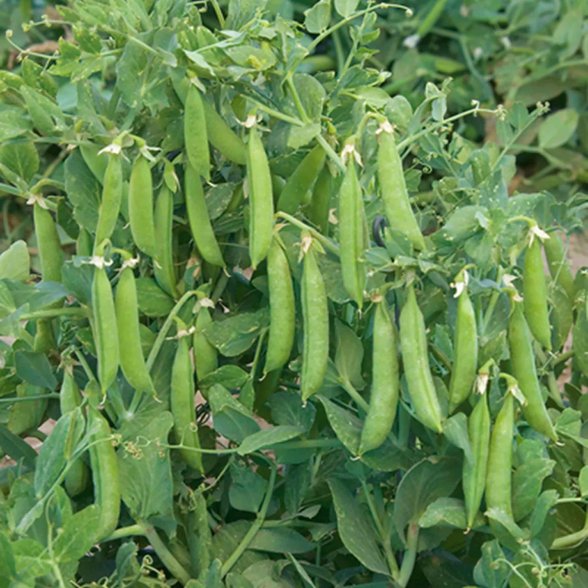 Sugar Snap Seeds 'Pea Sugar Force' | Marshalls Garden