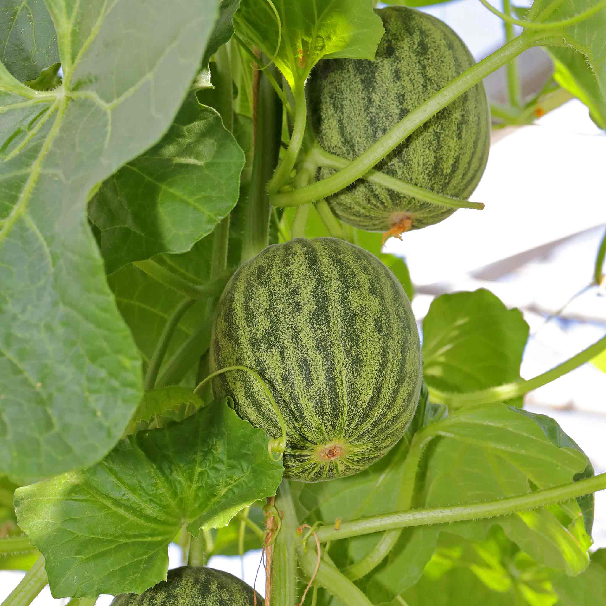 Melon Plant 'Ginger' | Marshalls Garden