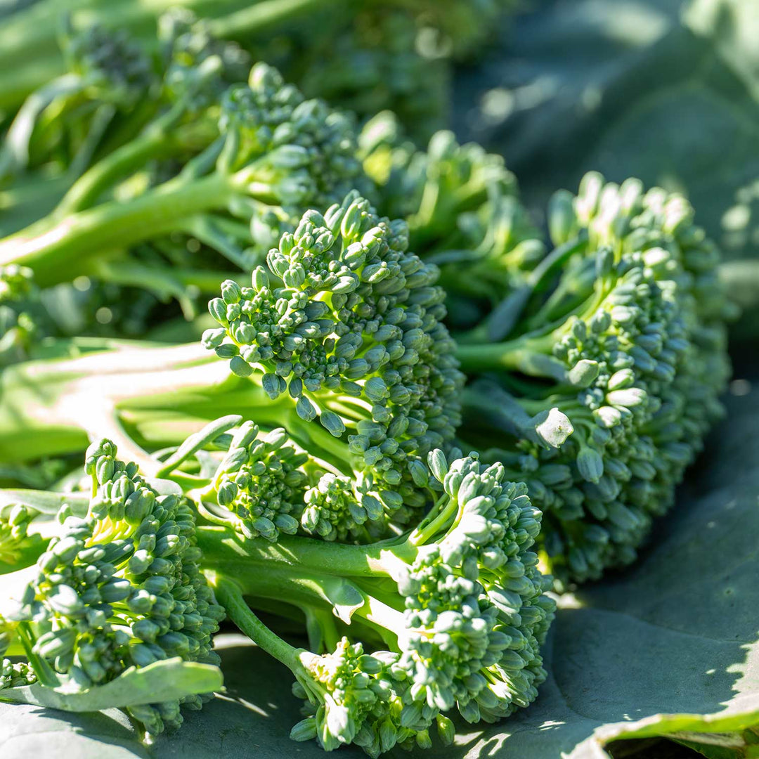 Brokali 'Columbia' - 16 Super Seedlings | Buy Brokali Seeds Online ...