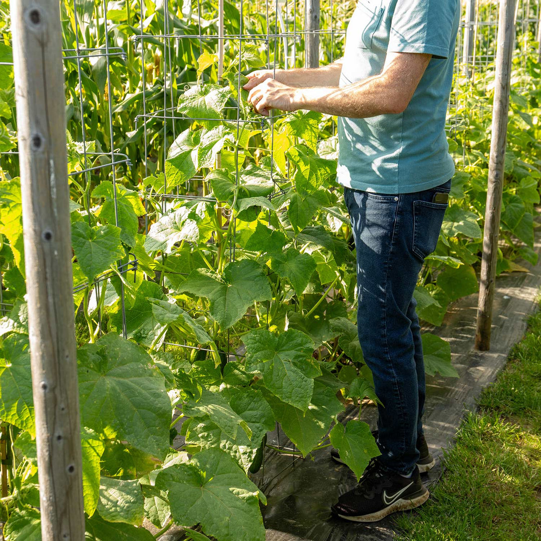 Cucumber 'Euphya' - 3 Super Plugs | Buy Cucumber Plants Online ...