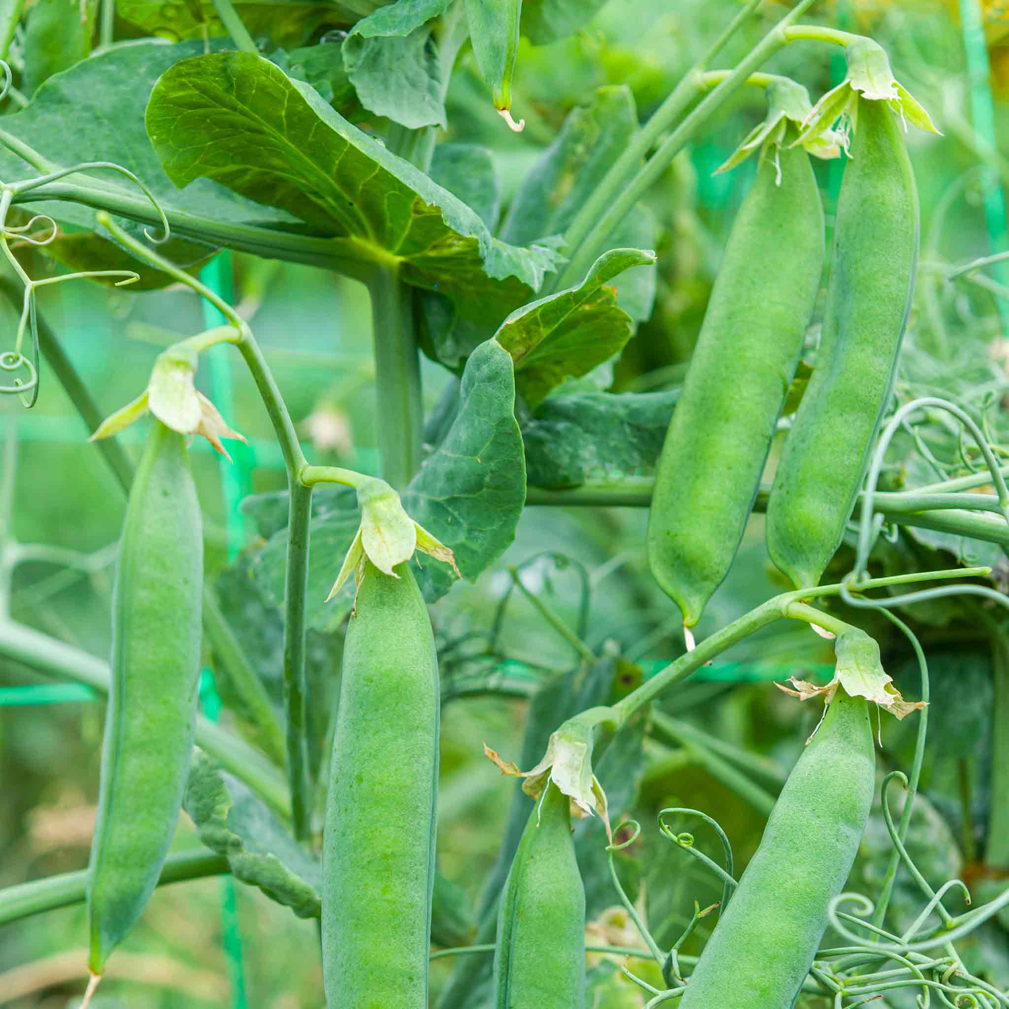 Pea Plant 'Ruselargo' | Marshalls Garden