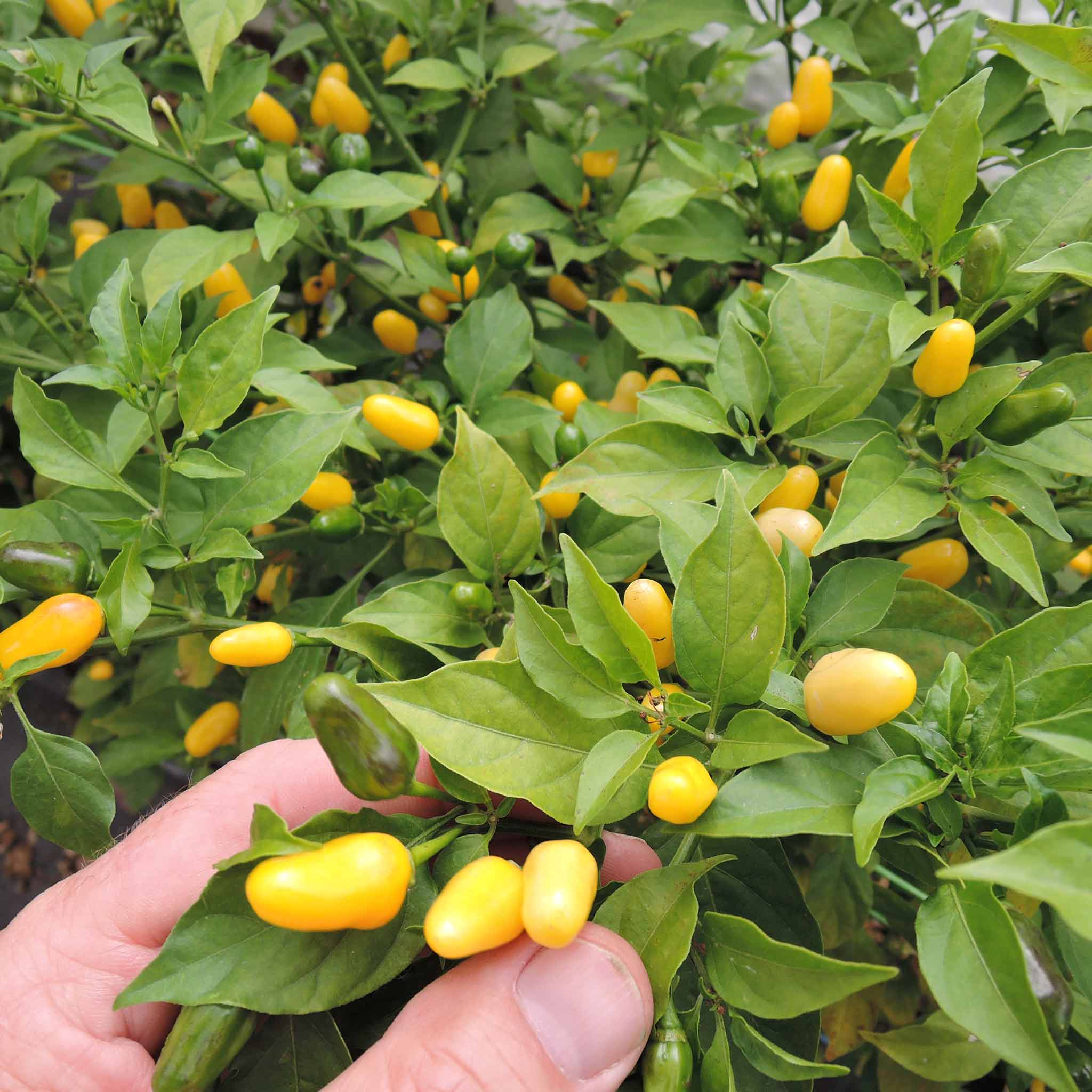 Chilli Seeds 'Vulcain' | Marshalls Garden