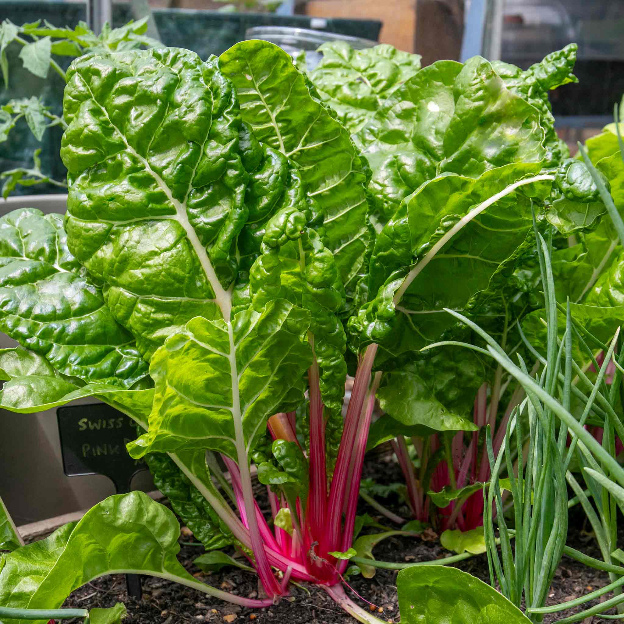 Swiss Chard Seeds 'Pink Peppermint' | Marshalls Garden