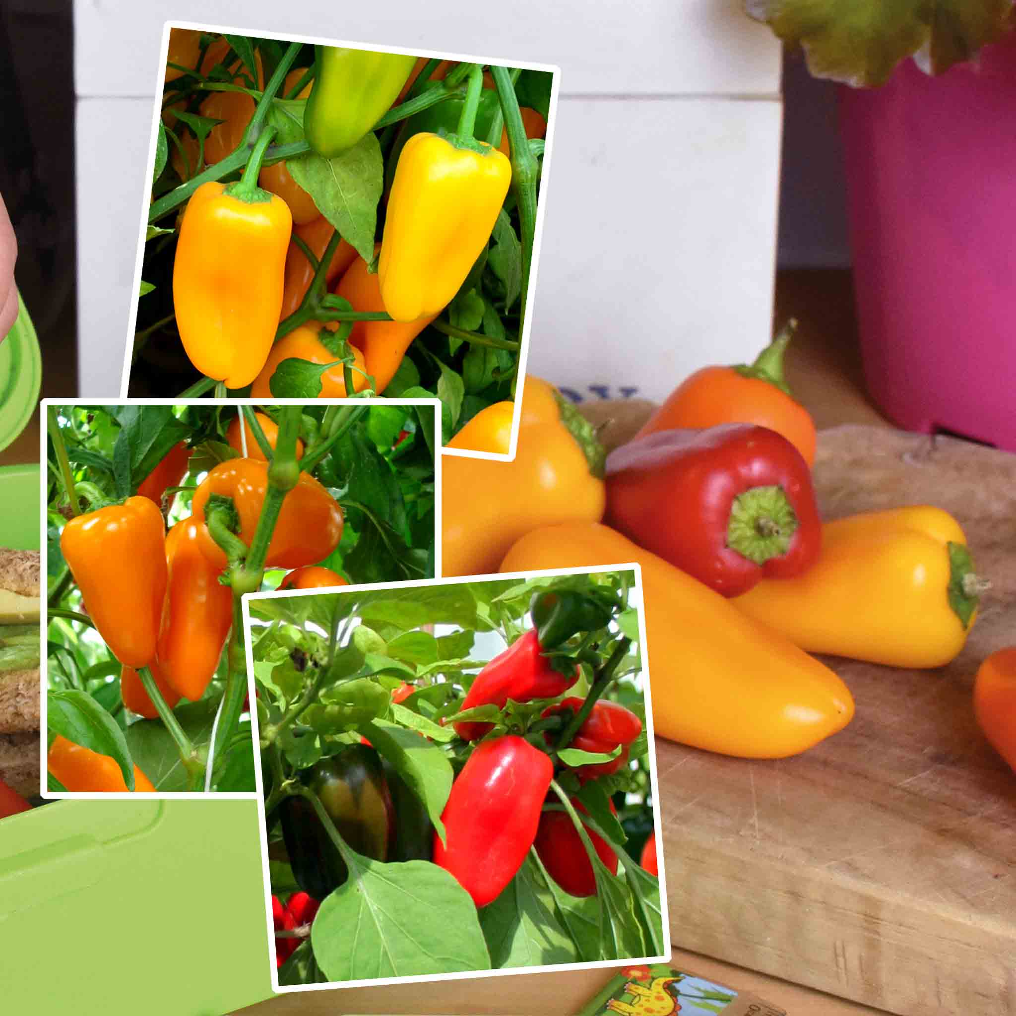 Sweet Pepper Plant Collection 'Snackbite' | Marshalls Garden