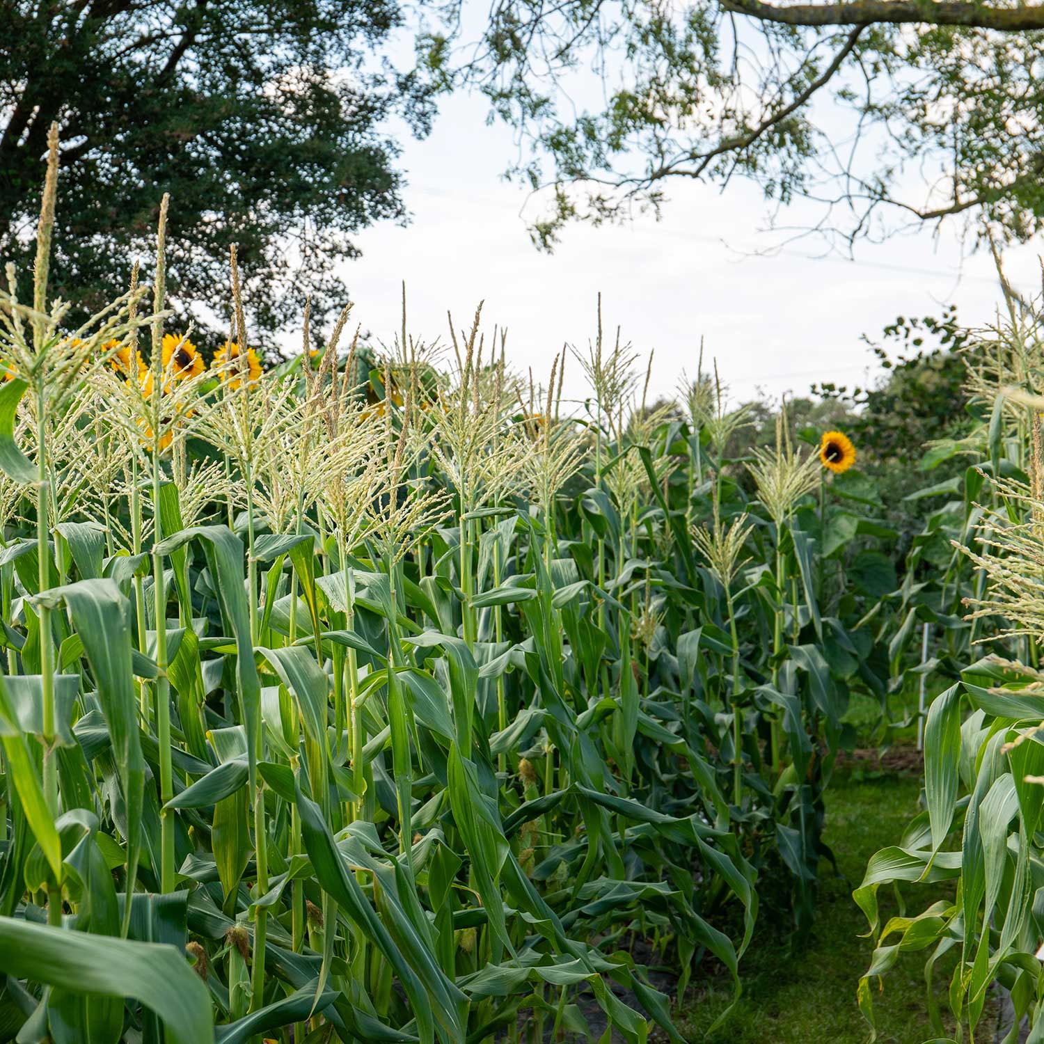 Sweetcorn Plant 'Honeydew Improved'| Buy Sweetcorn Plants Online ...