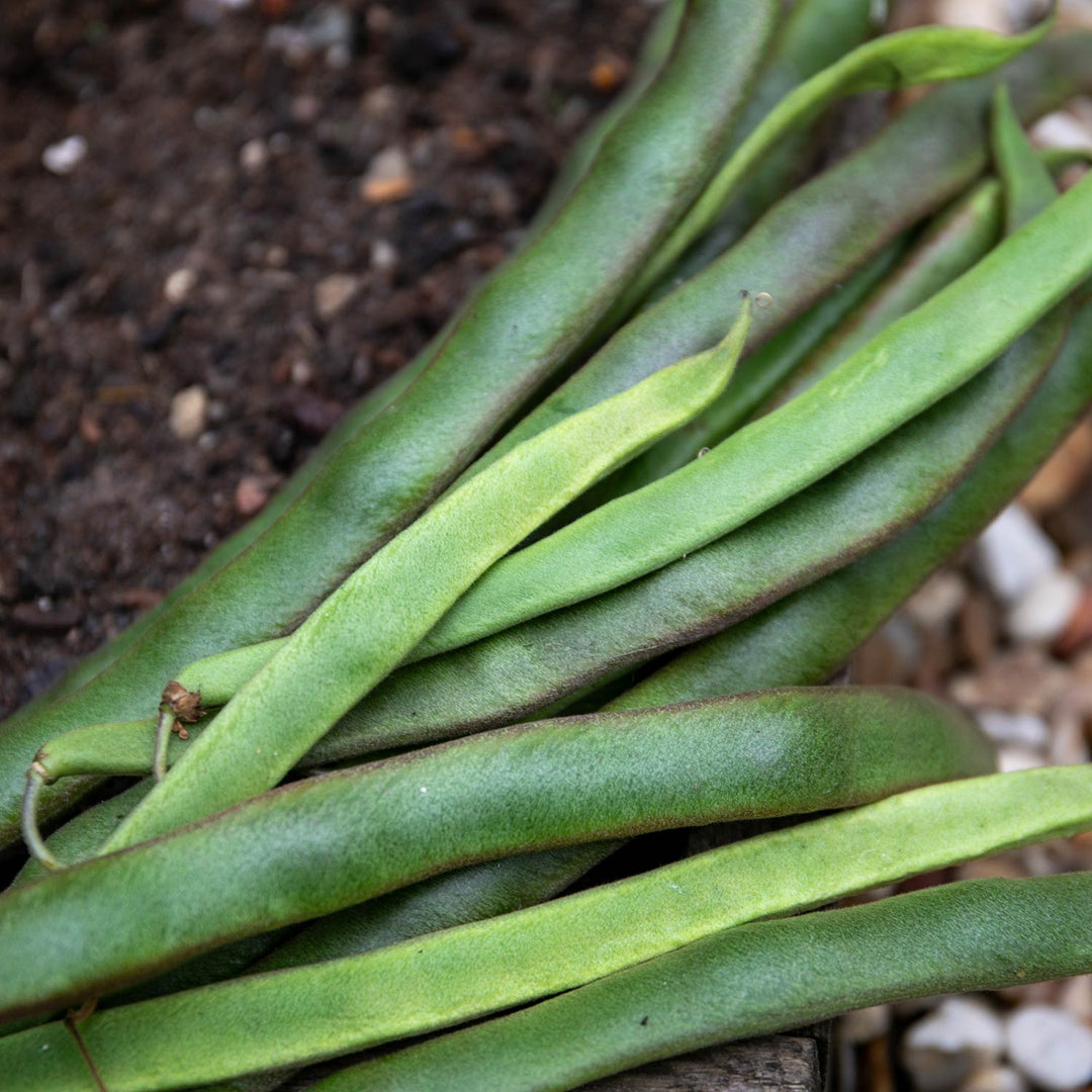 Runner Bean 'Firestorm' Seedlings - June Despatch | Buy Runner Bean ...