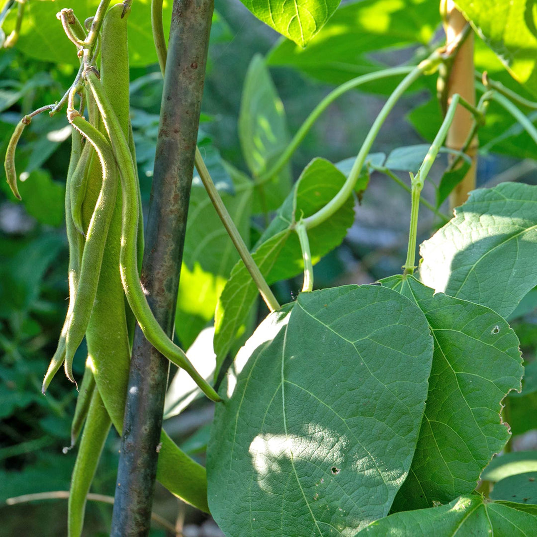 Buy Runner Bean 'Firestorm' Plants Online | marshalls garden ...