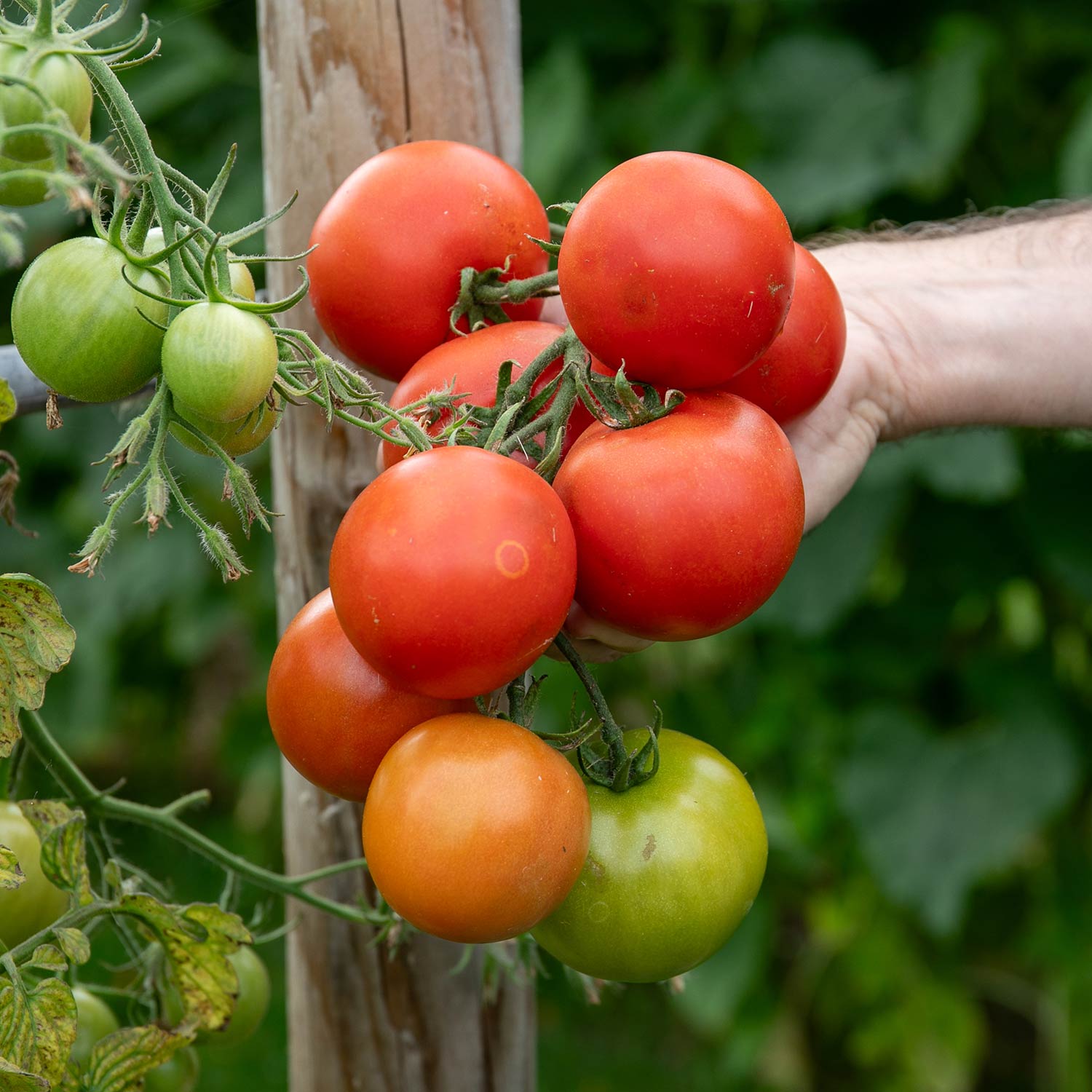 Cordon Tomato Seeds 'Maisey' F1 | Buy Cordon Tomato Seeds Online ...