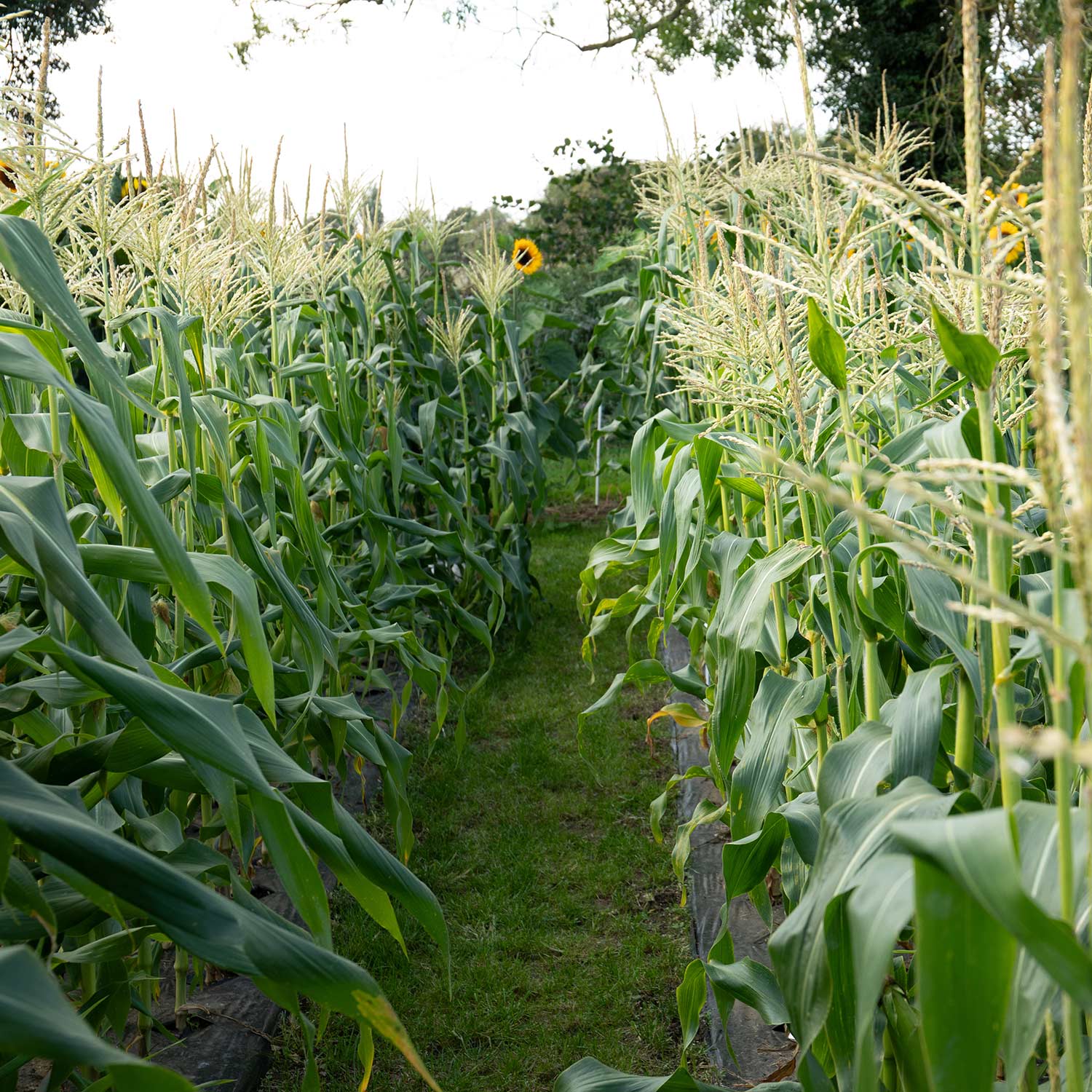 Sweetcorn Plant 'Swift'| Buy Sweetcorn Plants Online | Sweetcorn Plants ...