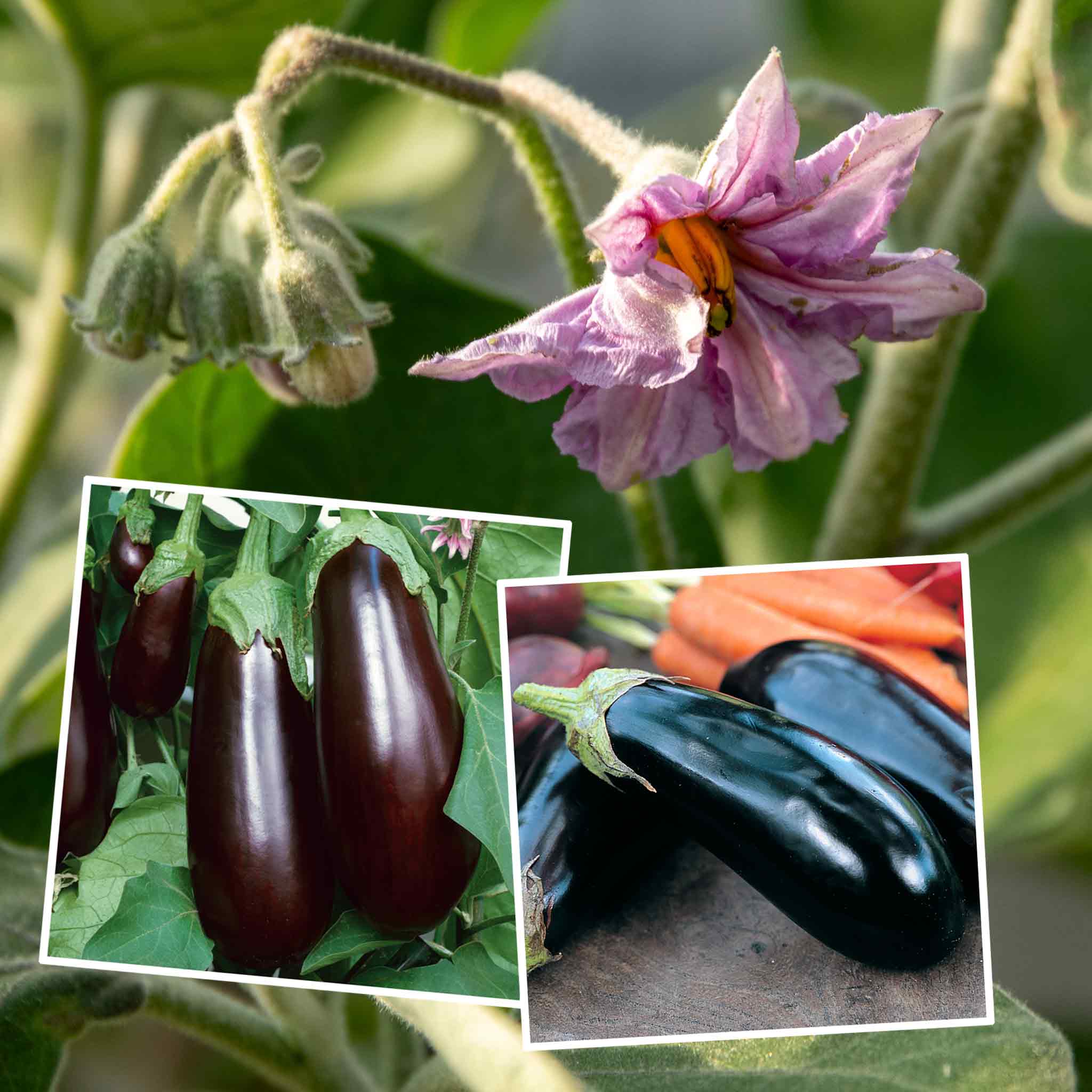 Aubergine Plant Collection | Marshalls Garden