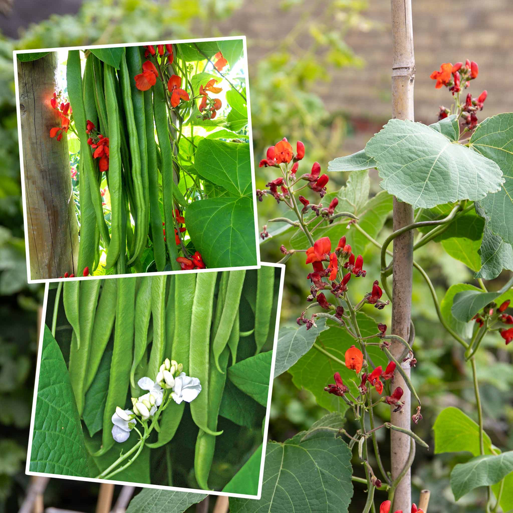 Runner Bean Plant 'Firestorm' and 'Stardust' | Marshalls Garden