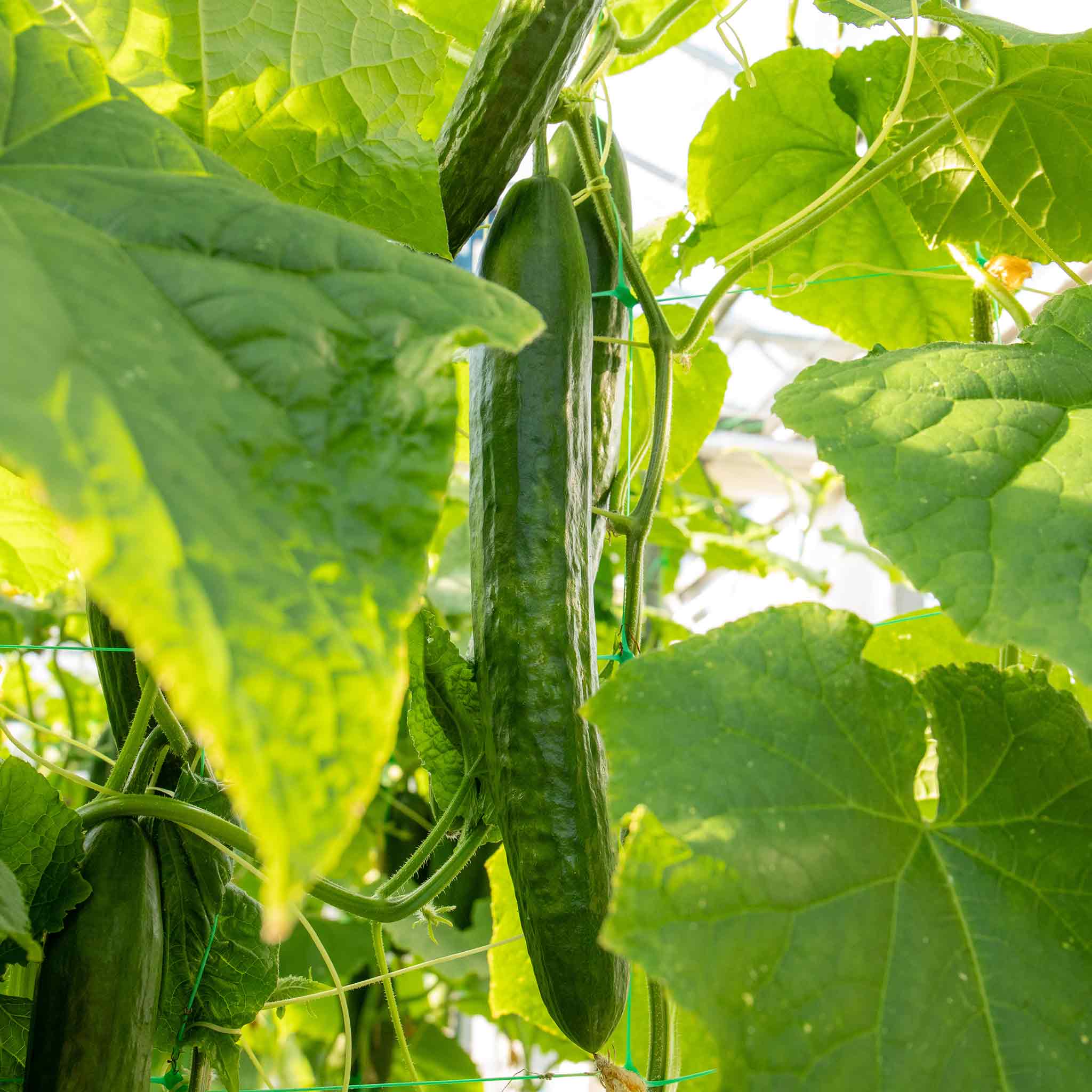 Cucumber 'Telegraph' - 3 Plants | Buy Cucumber Seeds Online | Cucumber ...