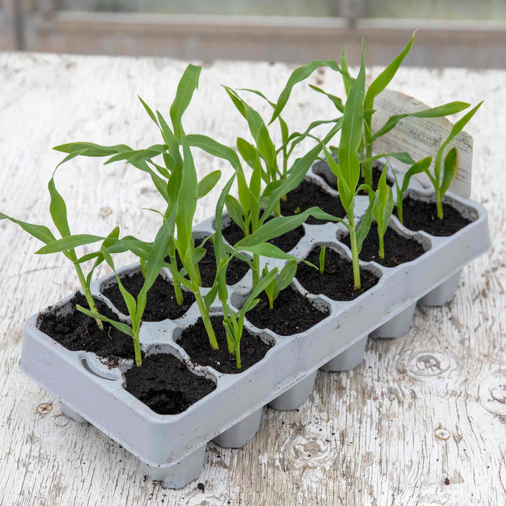 Sweetcorn Plant 'Mini Pop'| Buy Sweetcorn Plants Online | Sweetcorn ...