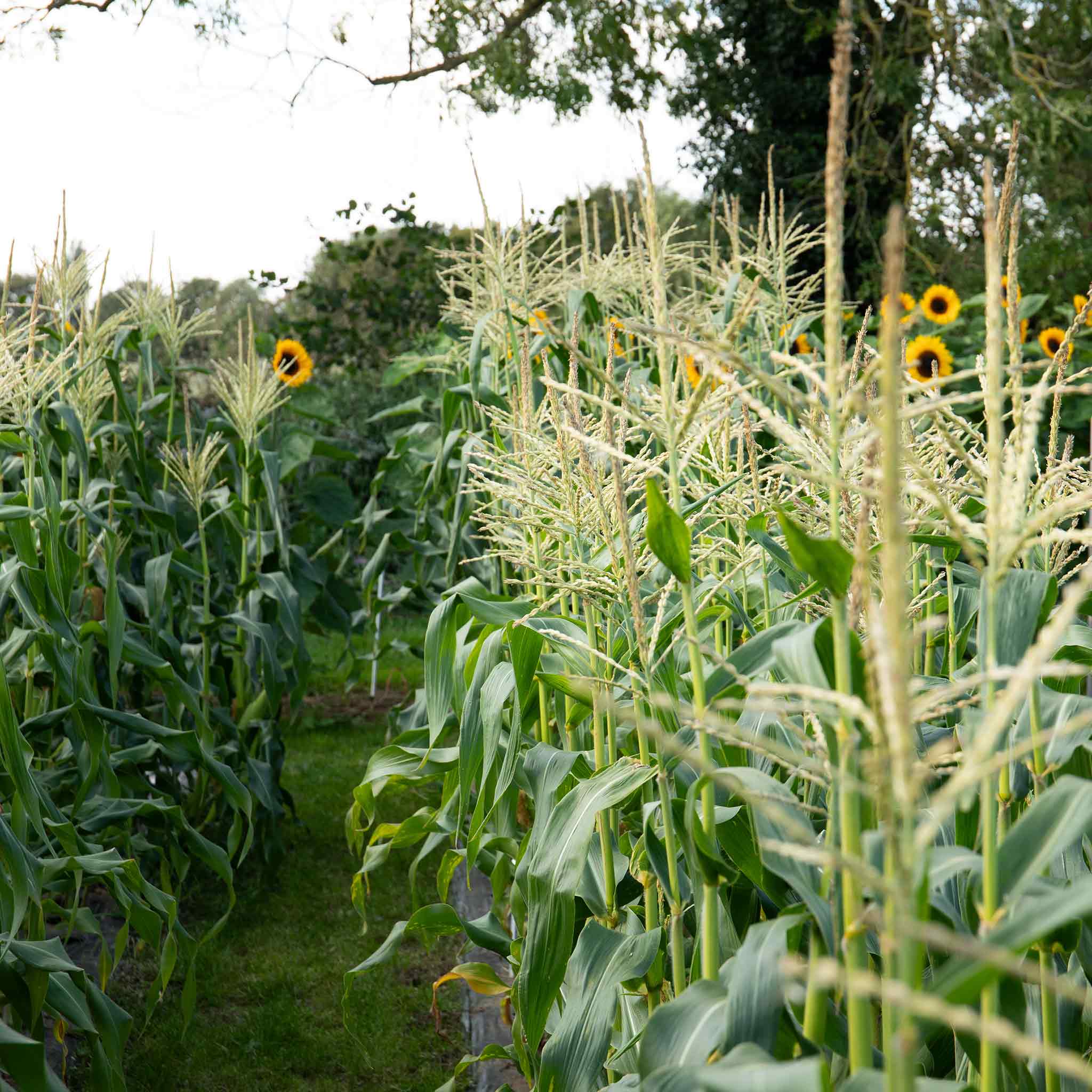 Sweetcorn Plant 'Mini Pop'| Buy Sweetcorn Plants Online | Sweetcorn ...