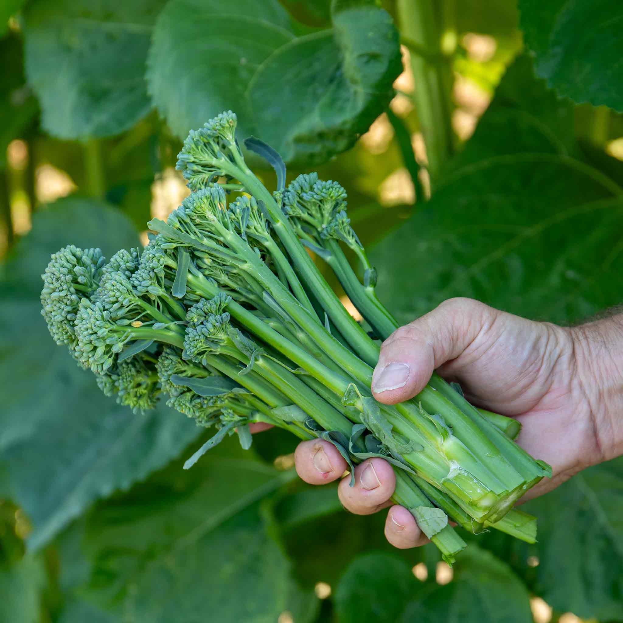 Brokali Plant 'Royal Tenderette' | Marshalls Garden