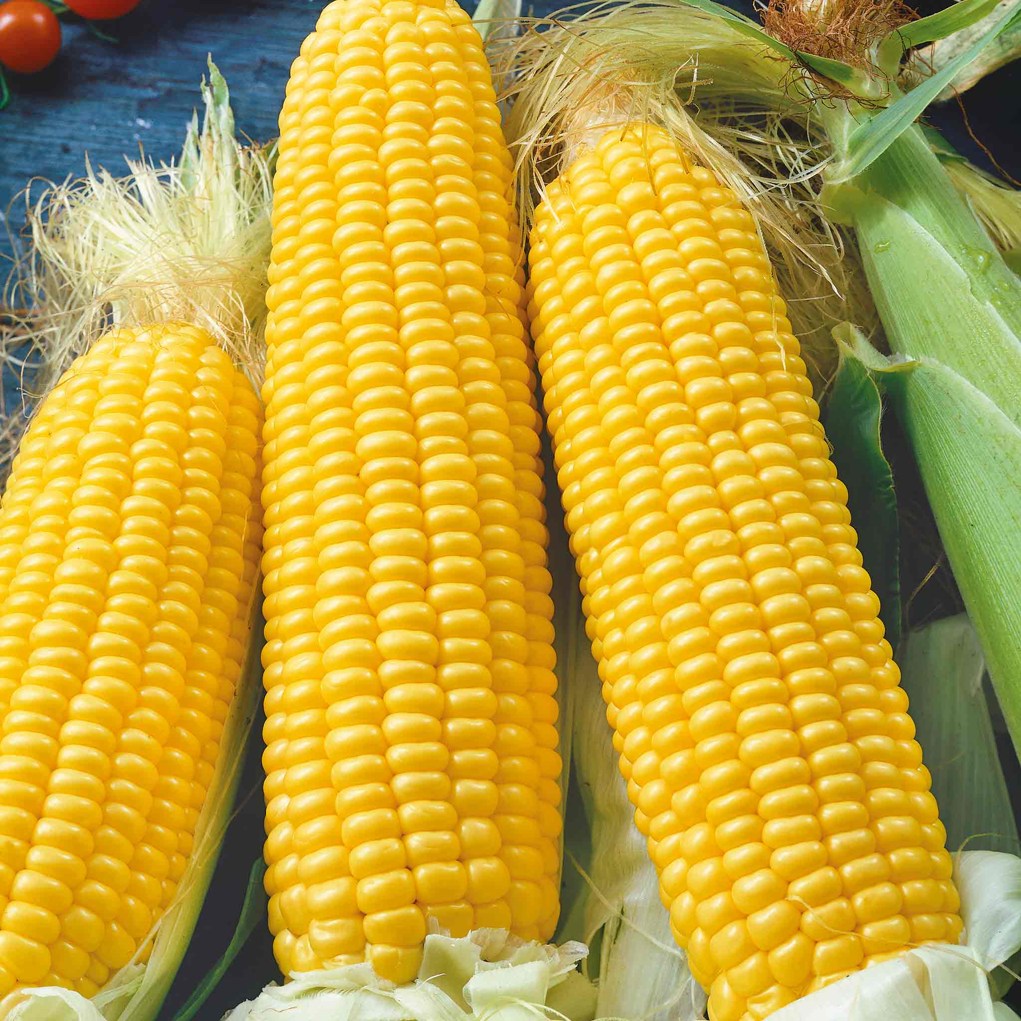 Buy Sweetcorn Plants Online | Sweetcorn Plants For Sale | Marshalls Garden