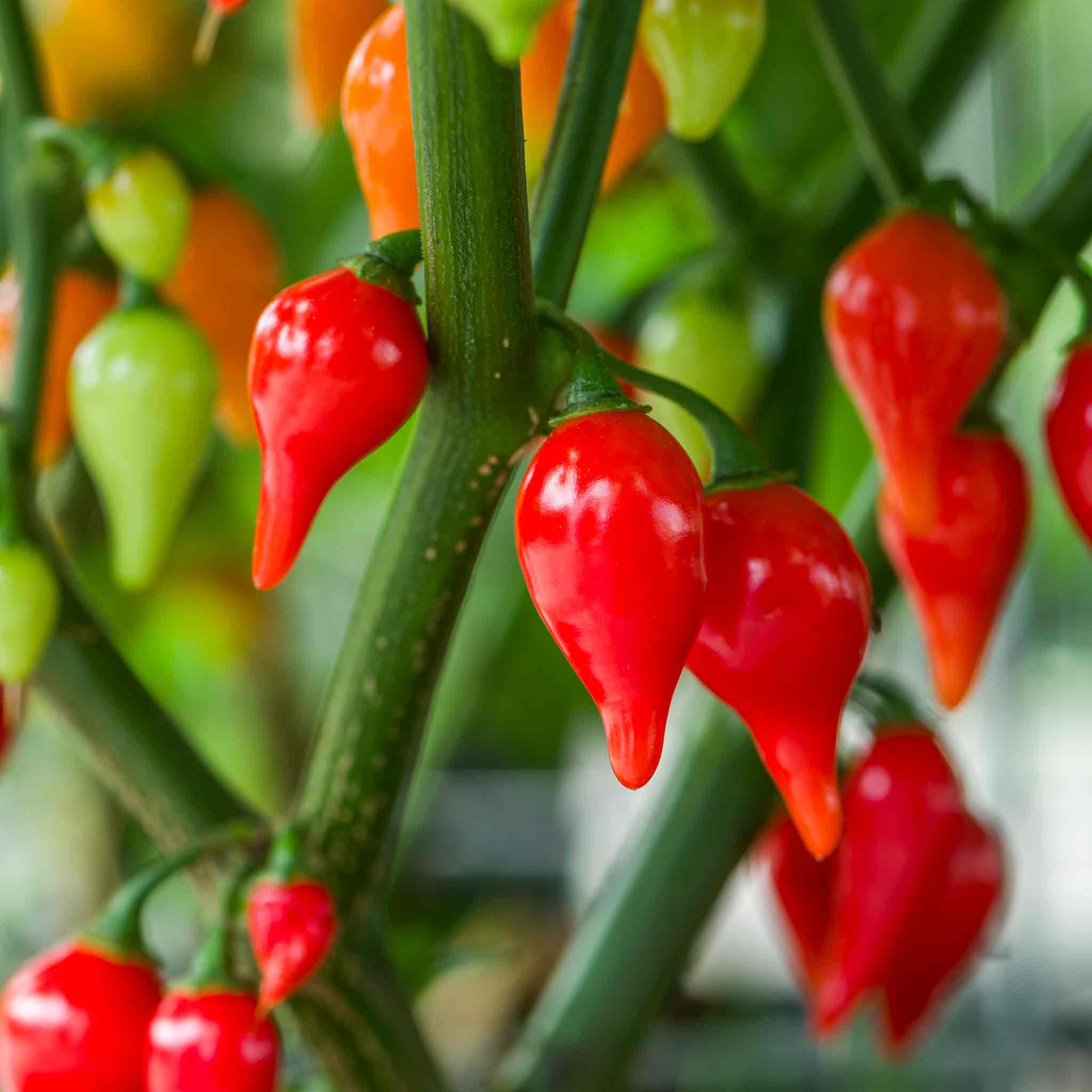 Chilli Plant 'Red Drop' | Marshalls Garden