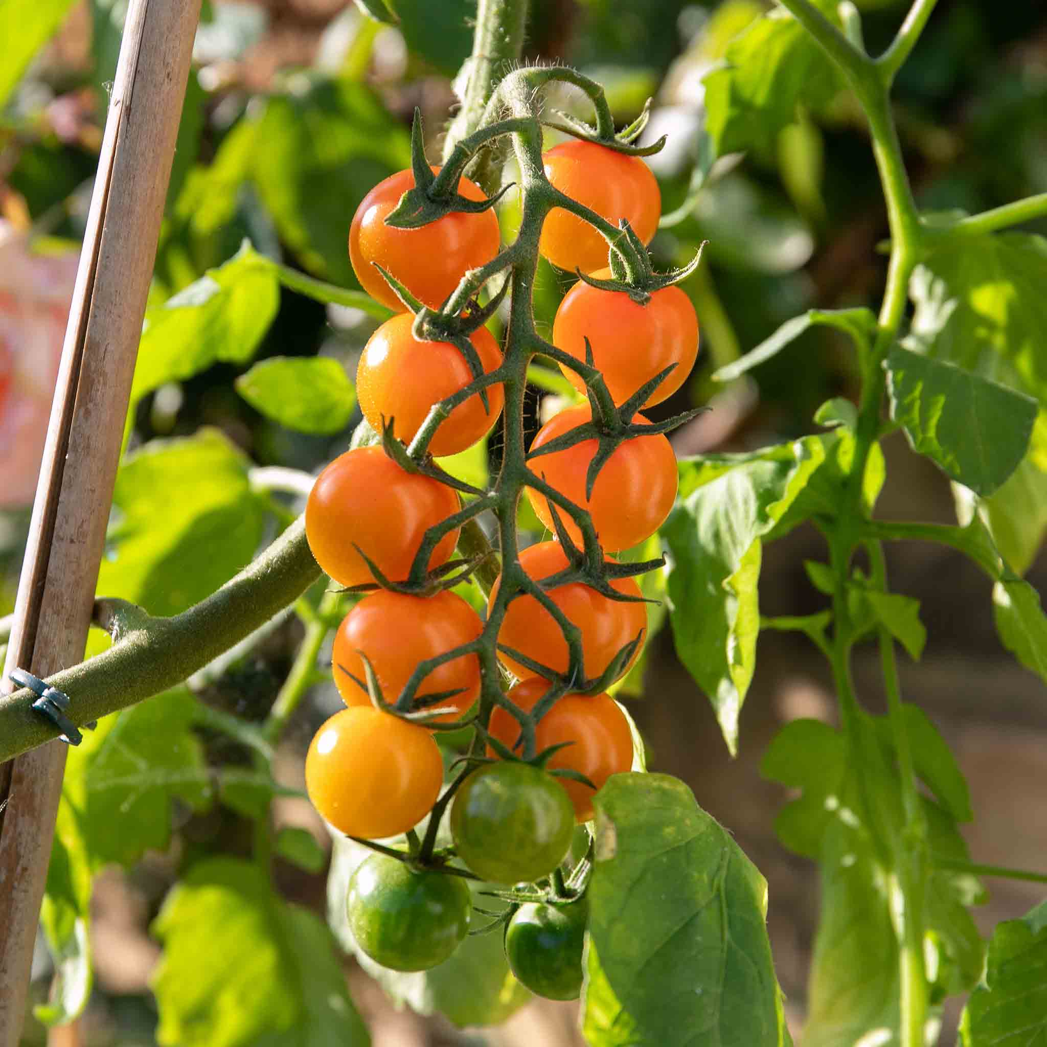 Tomato Seeds Cordon 'Sungold' F1 | Buy Tomato Seeds Online | Tomato ...