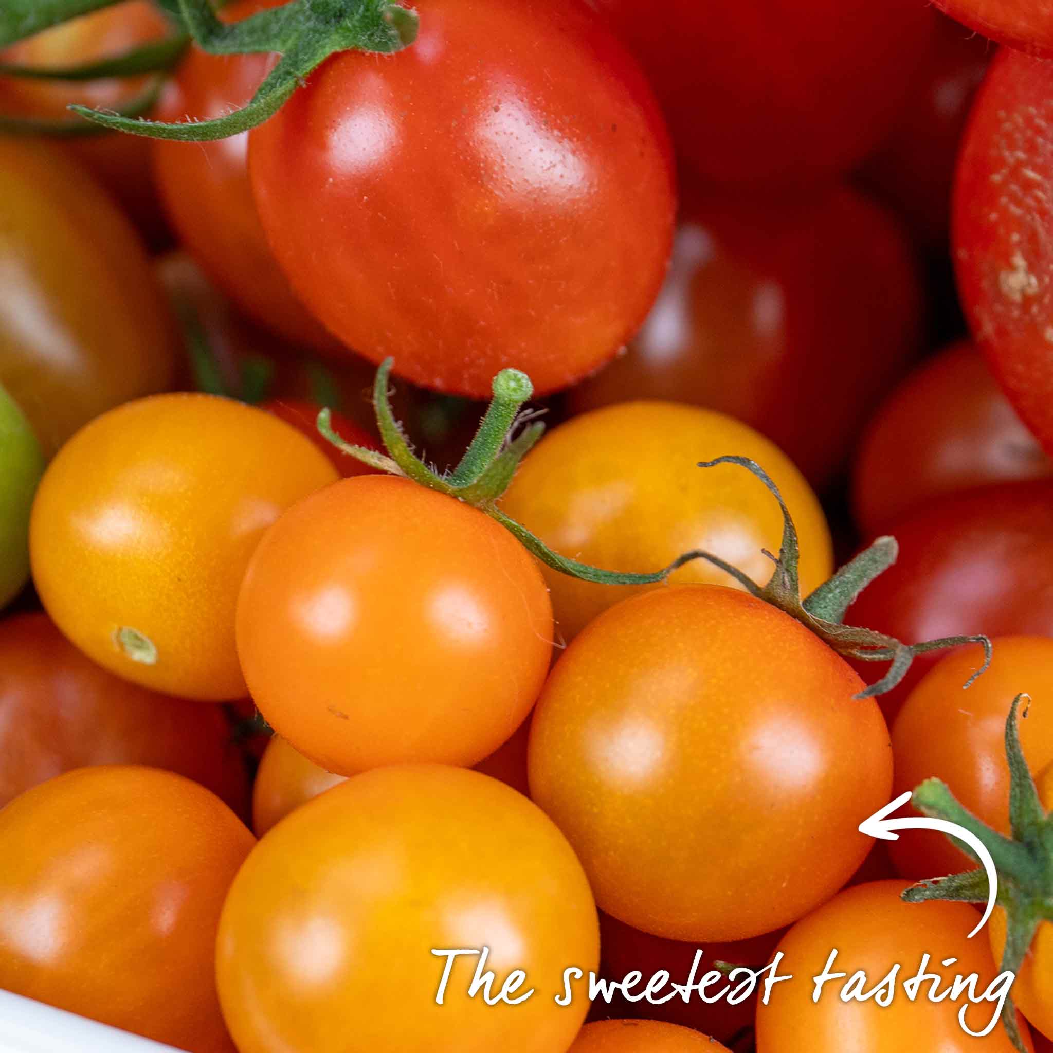 Tomato Seeds Cordon 'Sungold' F1 | Buy Tomato Seeds Online | Tomato ...