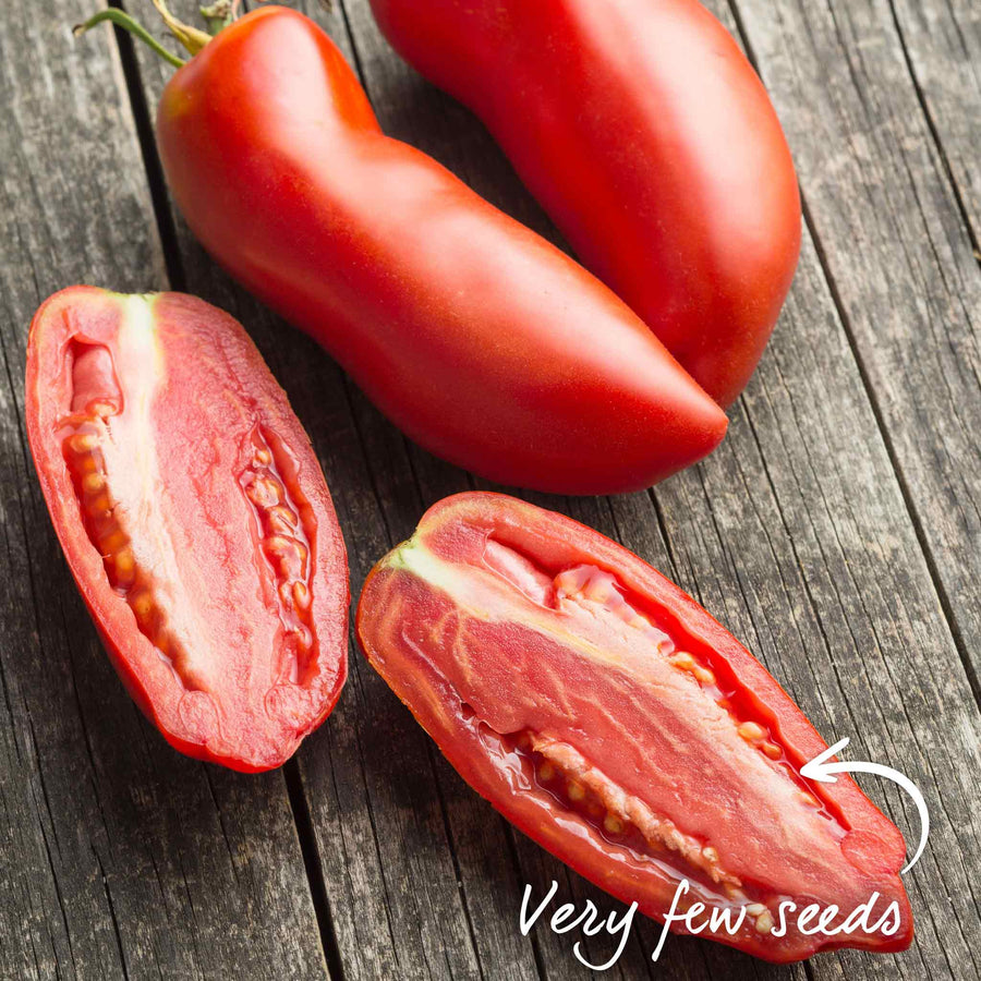 Grafted Cordon Tomato Plant 'Pozzano' | Buy Tomato Plants Online ...