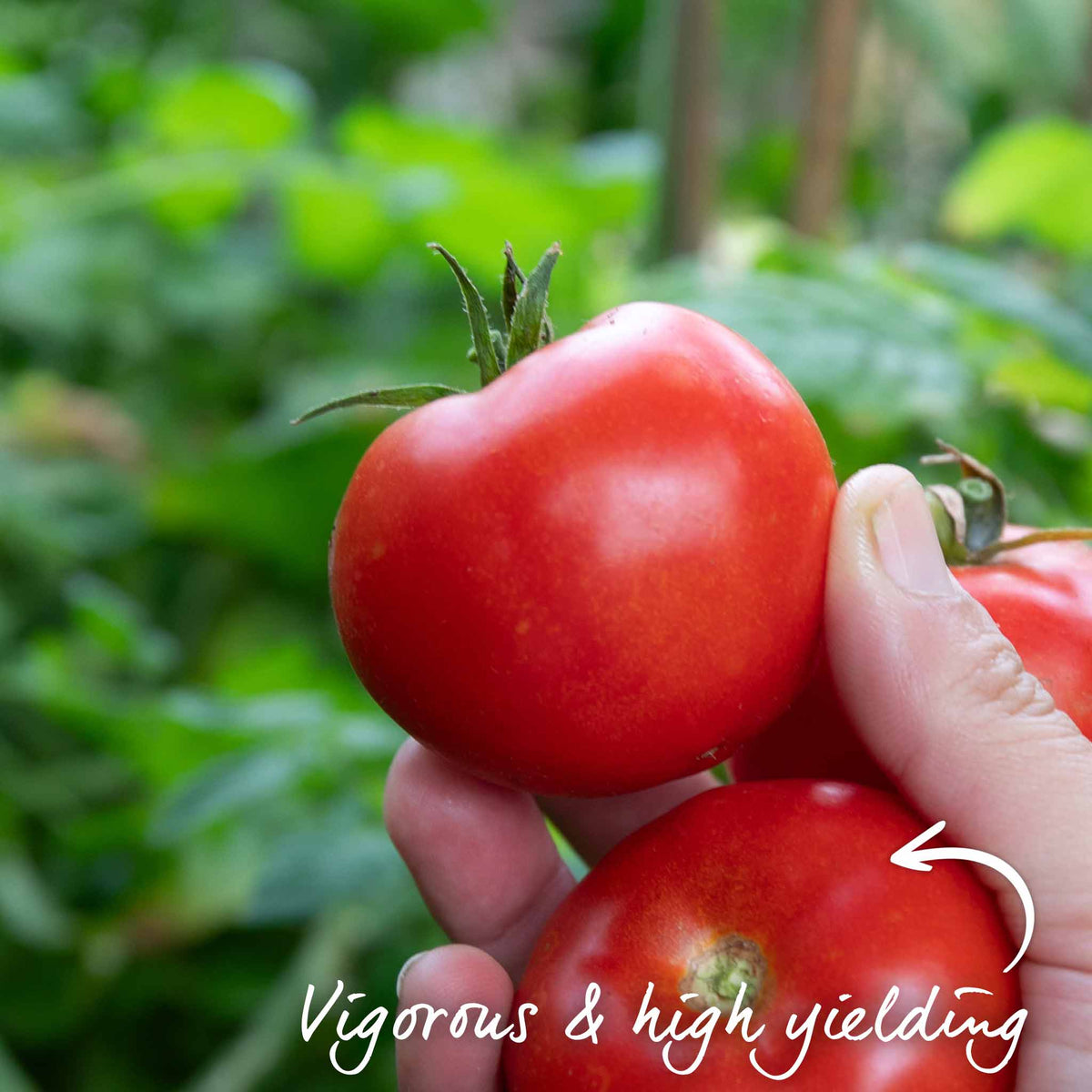 Grafted Cordon Tomato Plant 'Rondobella' | Buy Tomato Plants Online ...