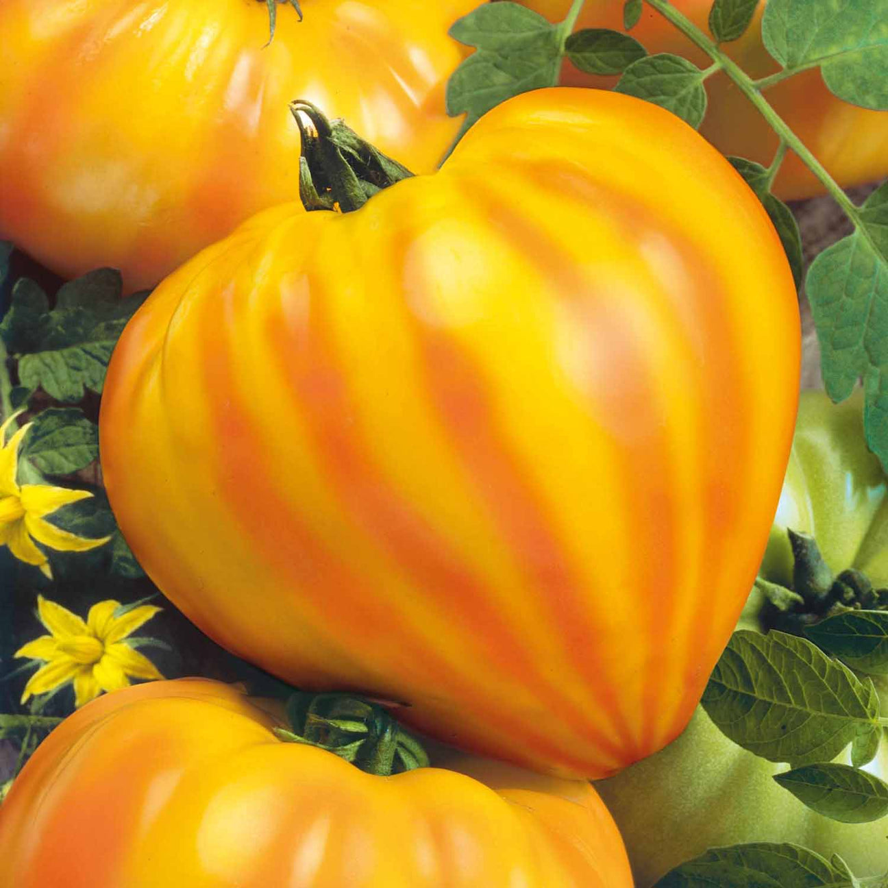 Tomato Seeds 'Gourmansun' F1 | Buy Tomato Seeds Online | Tomato Seeds ...