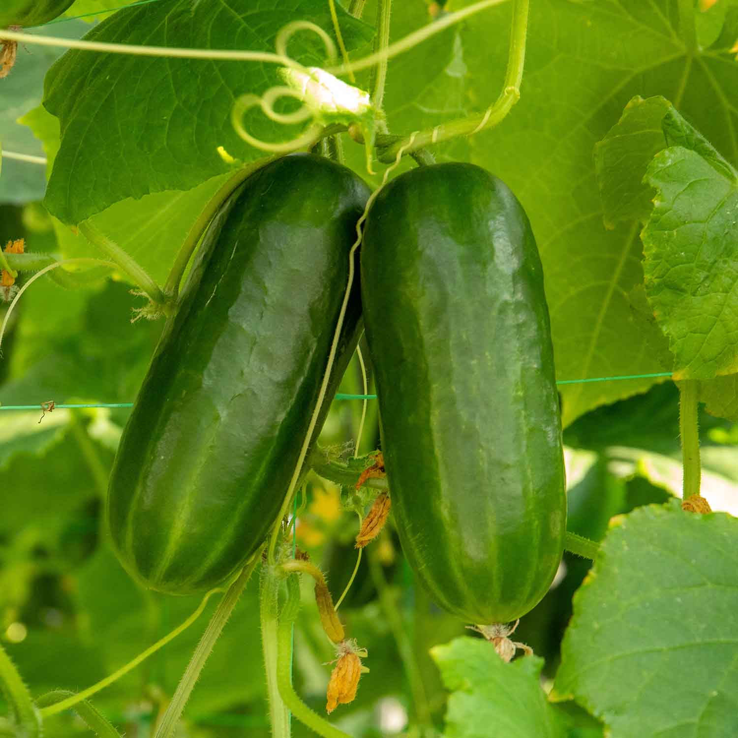 Cucumber 'Party Time' Plugs | Buy Cucumber Plants Online | Cucumber ...