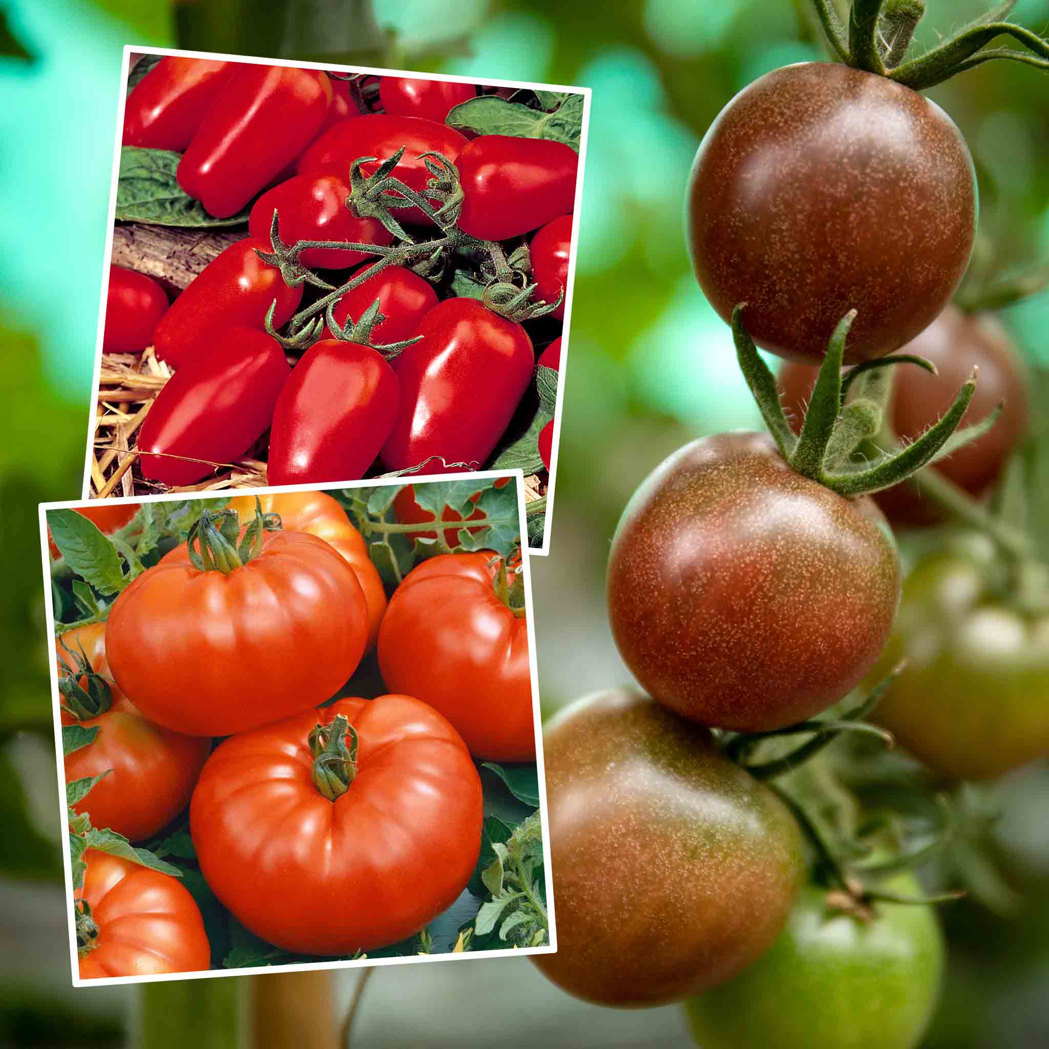 Tomato Plant 'Outdoor Collection' | Buy Tomato Plants Online | Tomato ...