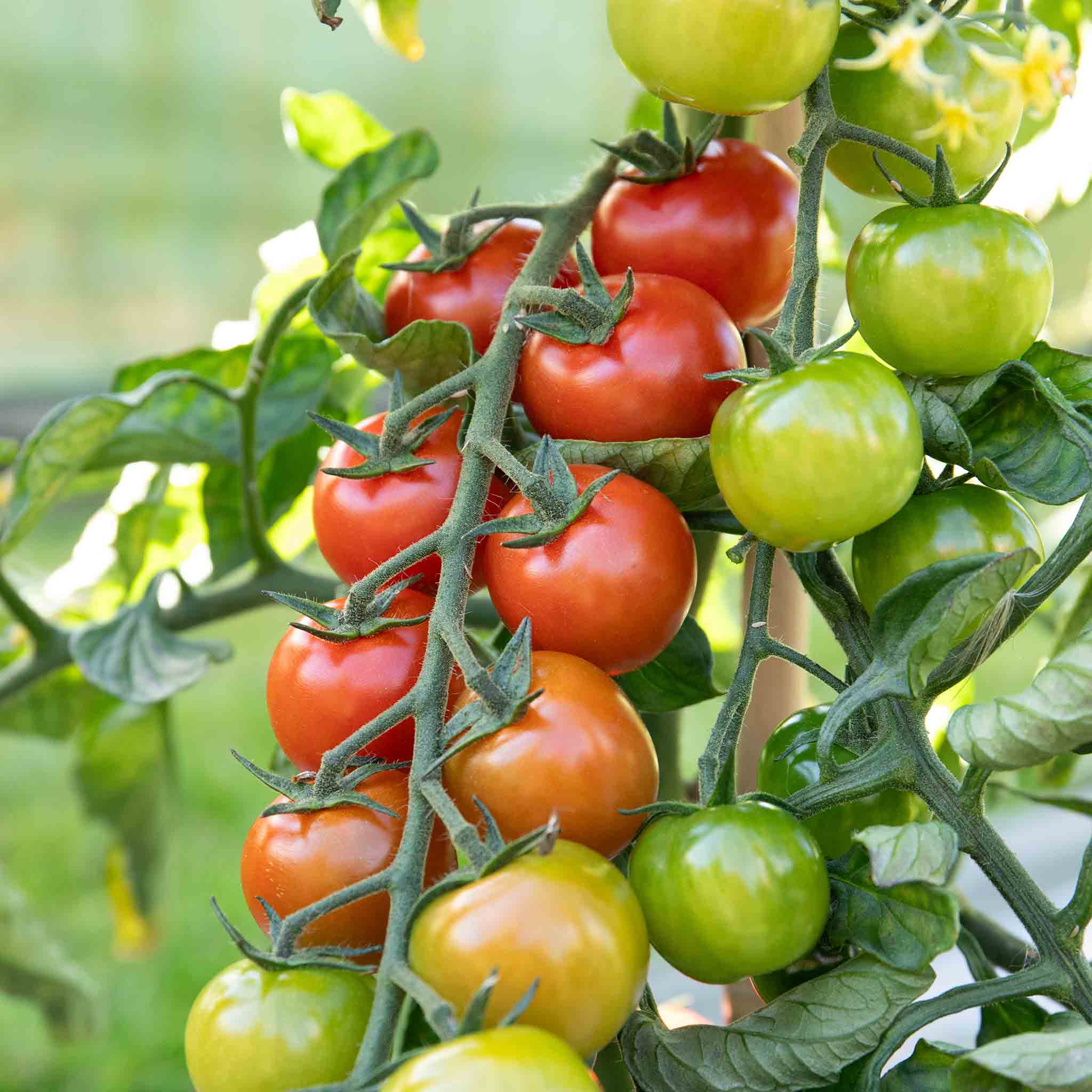 Cordon Tomato Plant 'Sweet Million' | Marshalls Garden