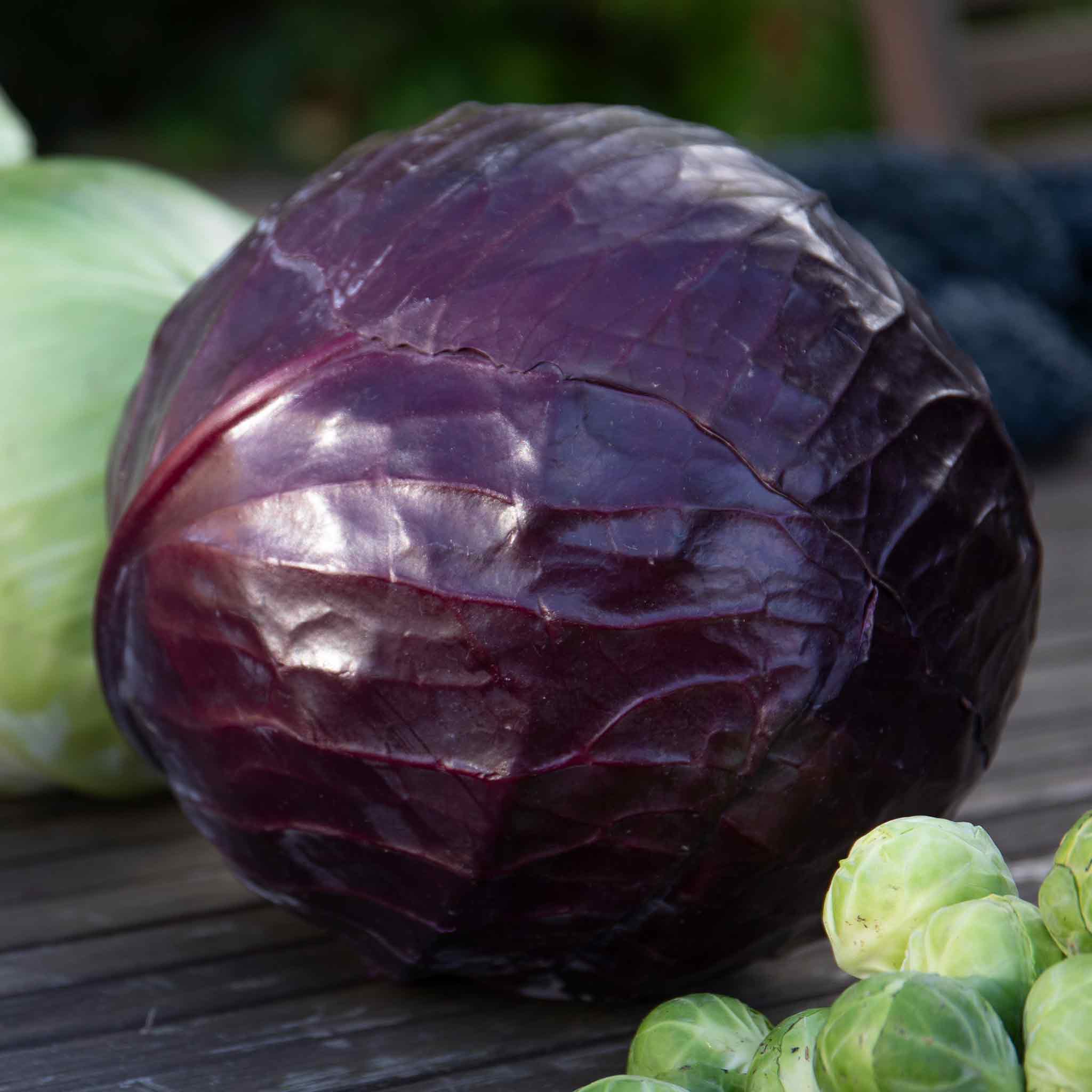 Cabbage Plant 'Red Rovite' | Marshalls Garden