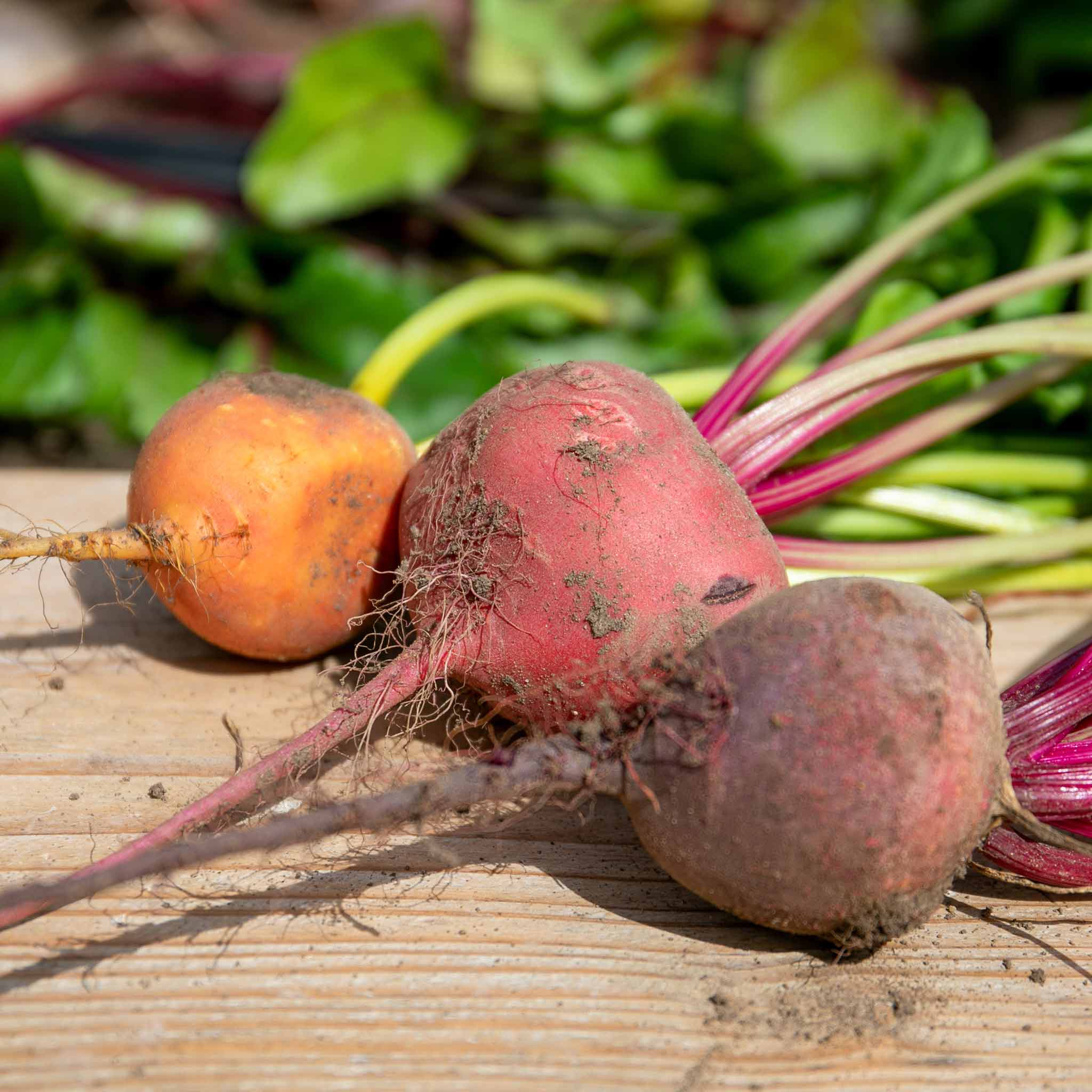 Beetroot Mixed Plants | Marshalls Garden