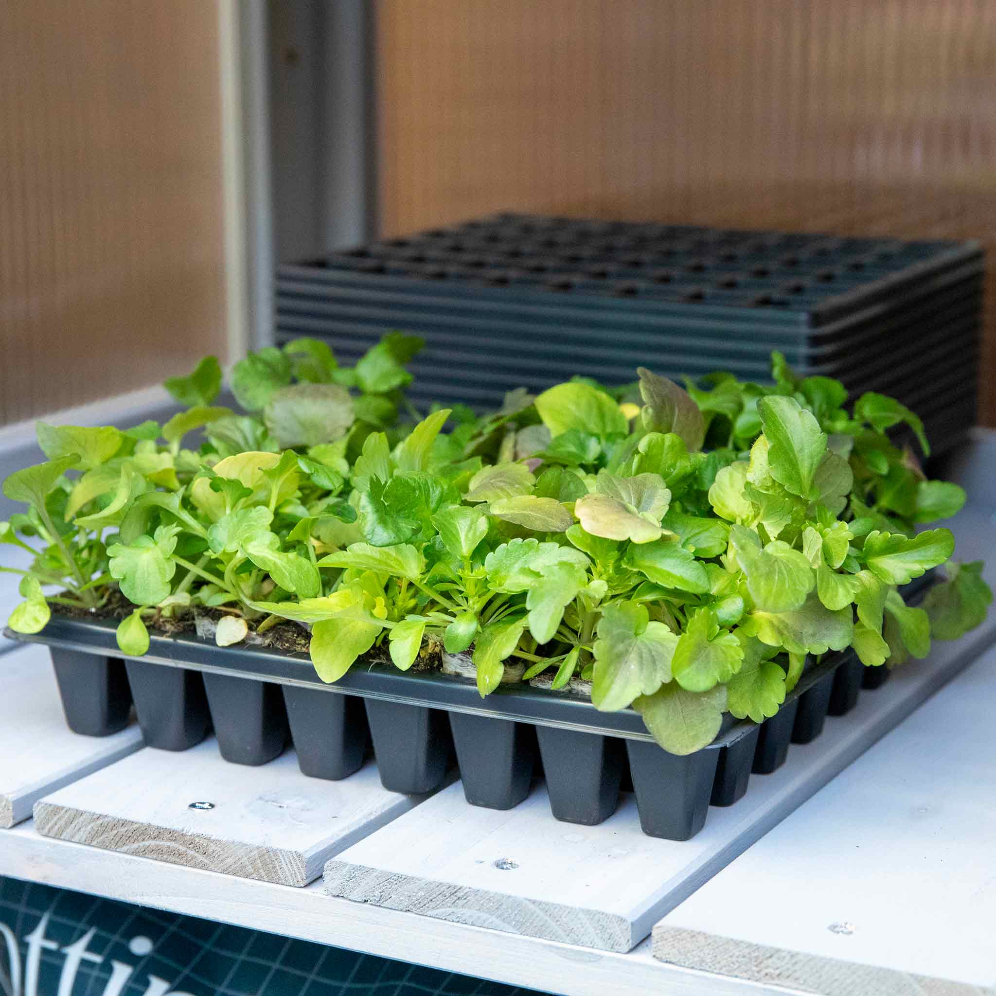 48 Cell Seed Trays x 12 | Marshalls Garden
