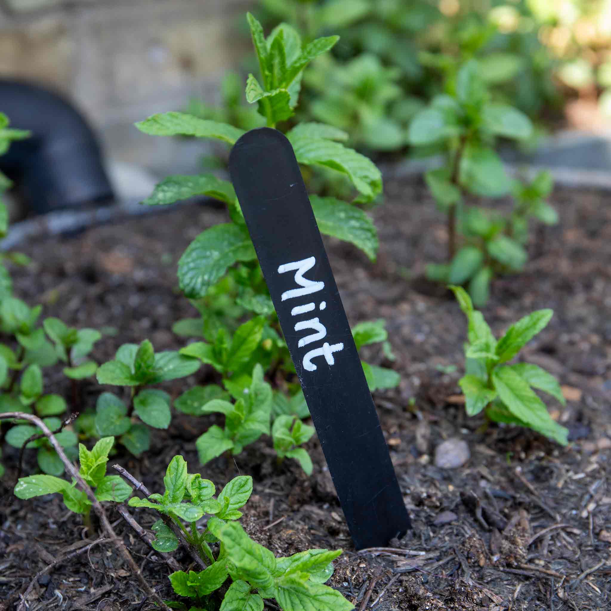 Black Push-In Plant Labels x25 | Marshalls Garden