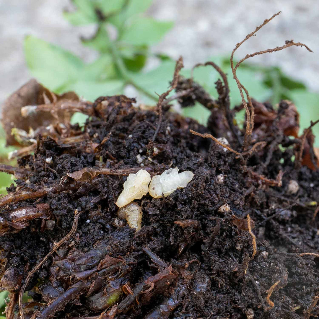 DragonFli Vine Weevil Killer - 100m2 | Buy Pest Control Online ...