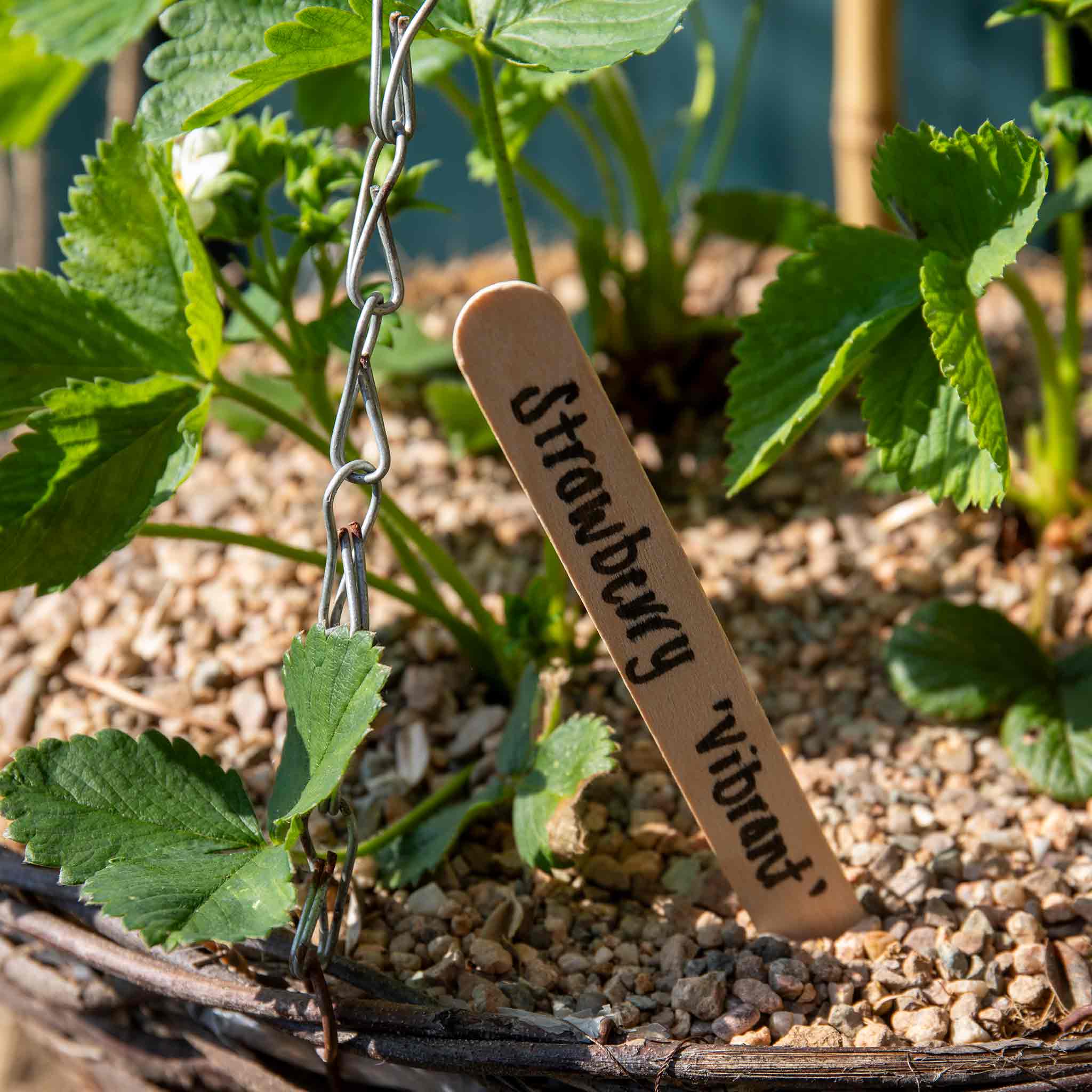 Wooden Plant Labels | Marshalls Garden