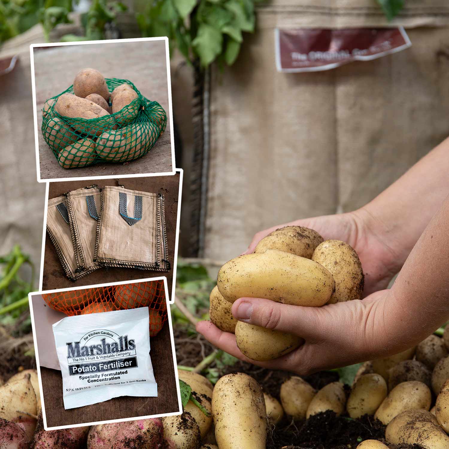 Seed Potato Grow Kit 'Jazzy' | Marshalls Garden