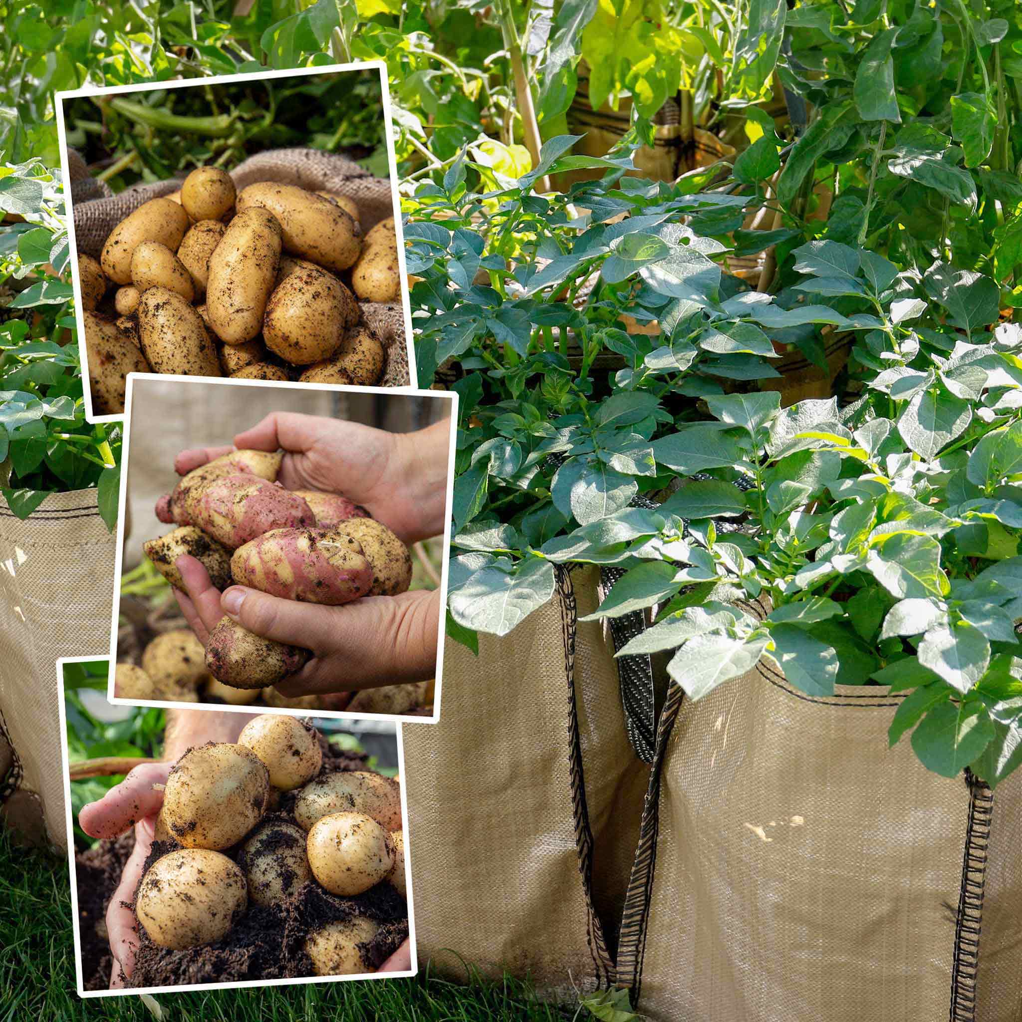 Seed Potato Grow Kit Taster Pack | Marshalls Garden