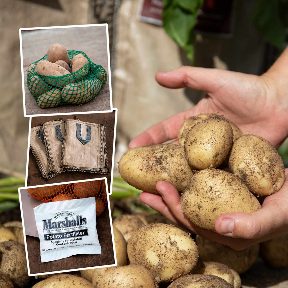 Seed Potato 'Maris Bard' - Gro-Kit | Buy Seed Potatoes Online | Seed ...