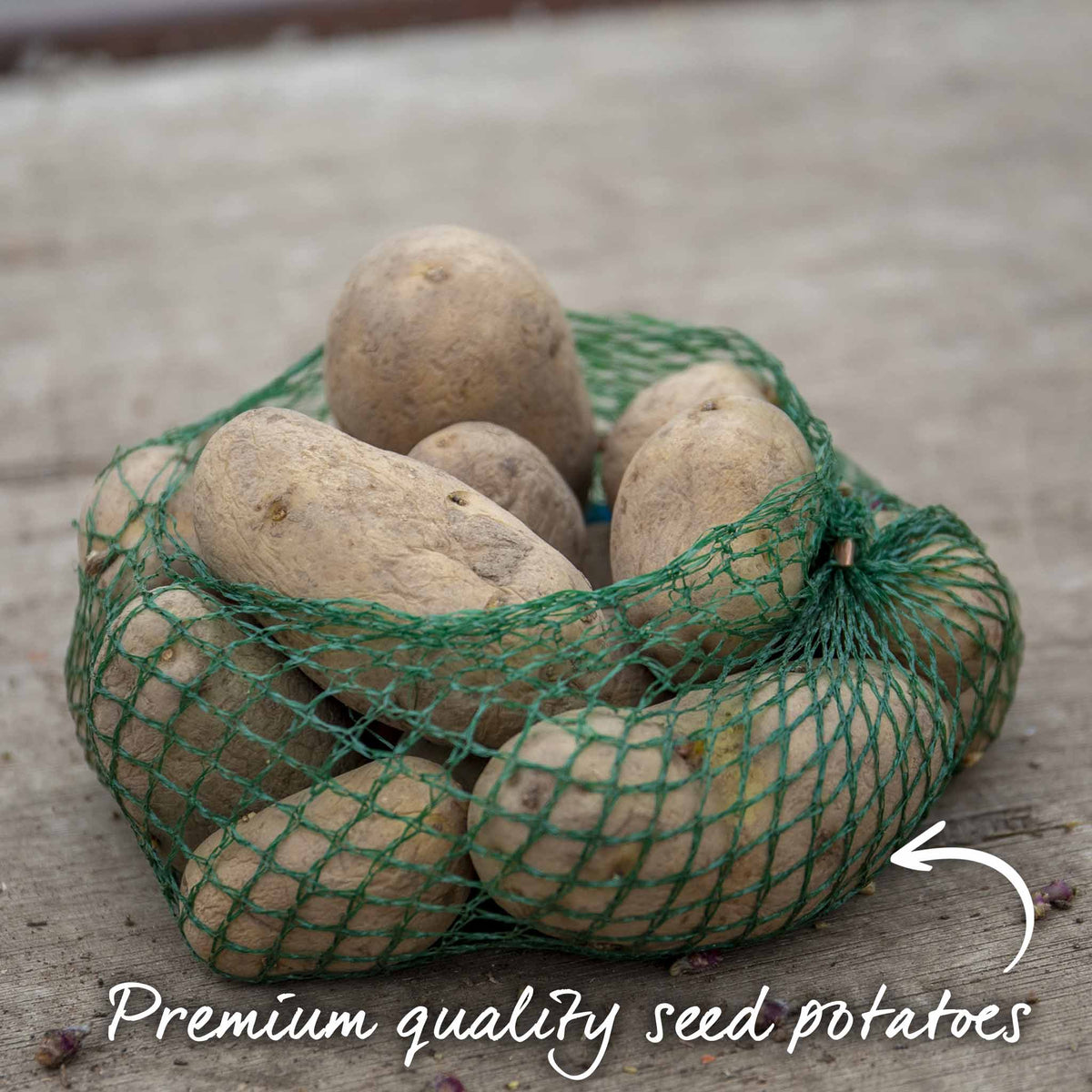 Seed Potato 'Maris Bard' - Gro-Kit | Buy Seed Potatoes Online | Seed ...