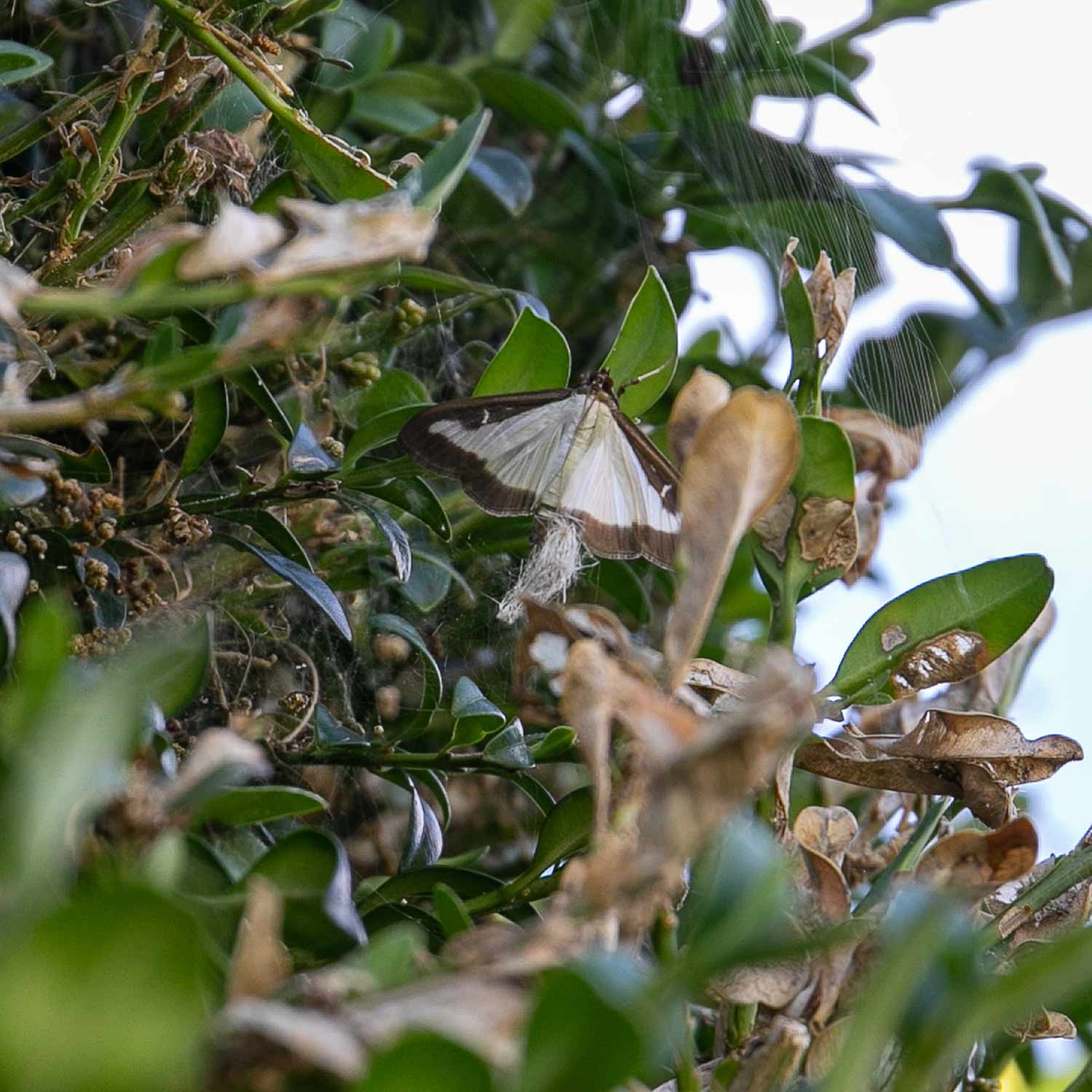 DragonFli Box Tree Caterpillar Killer Nematodes - 70sqm | Buy ...