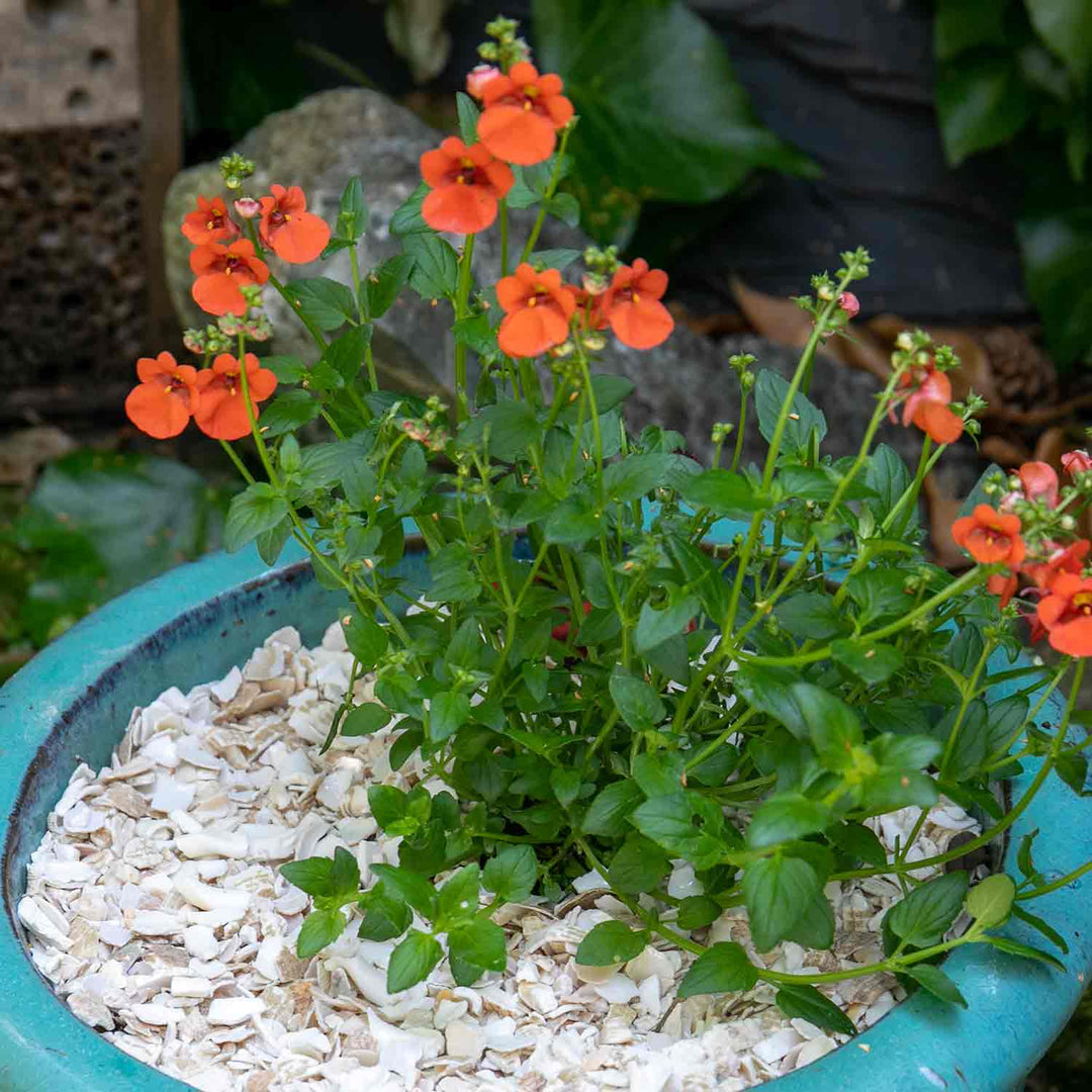 Marshalls Garden: Buy Plants, Seeds, Vegetables & Garden Equipment