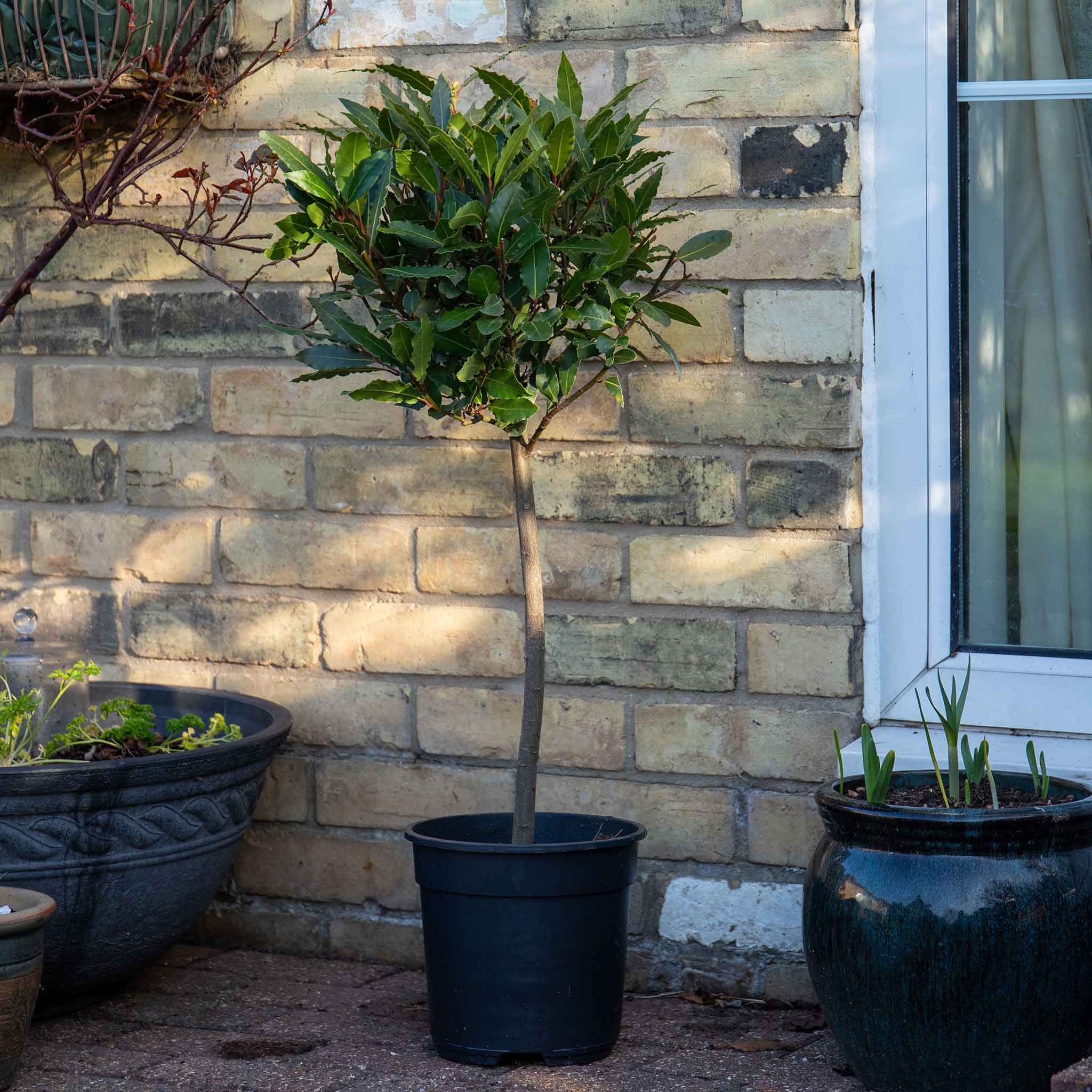 Bay Tree Standard 100-160cm | Marshalls Garden