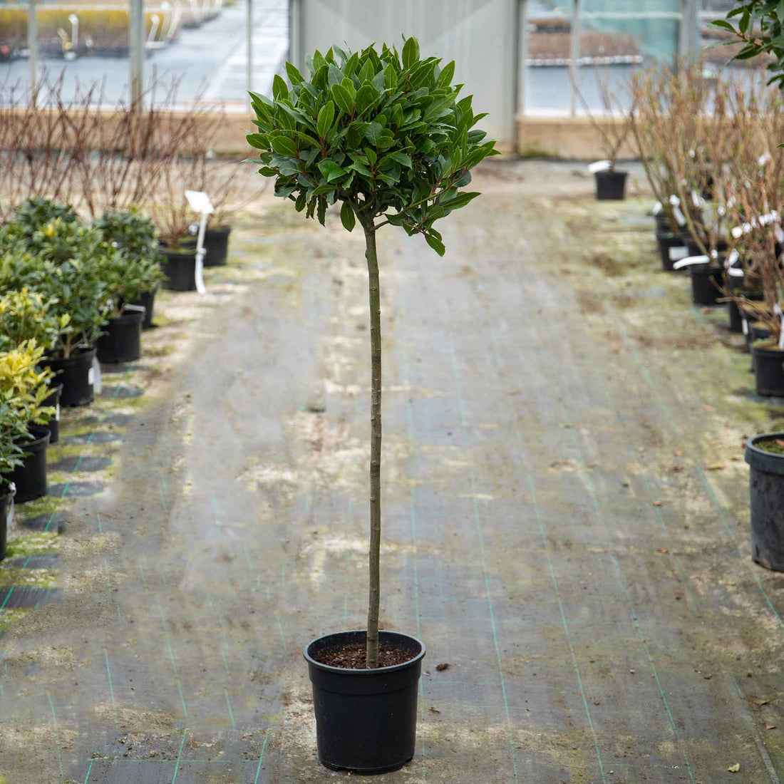 Bay Tree Standard 100-160cm | Marshalls Garden