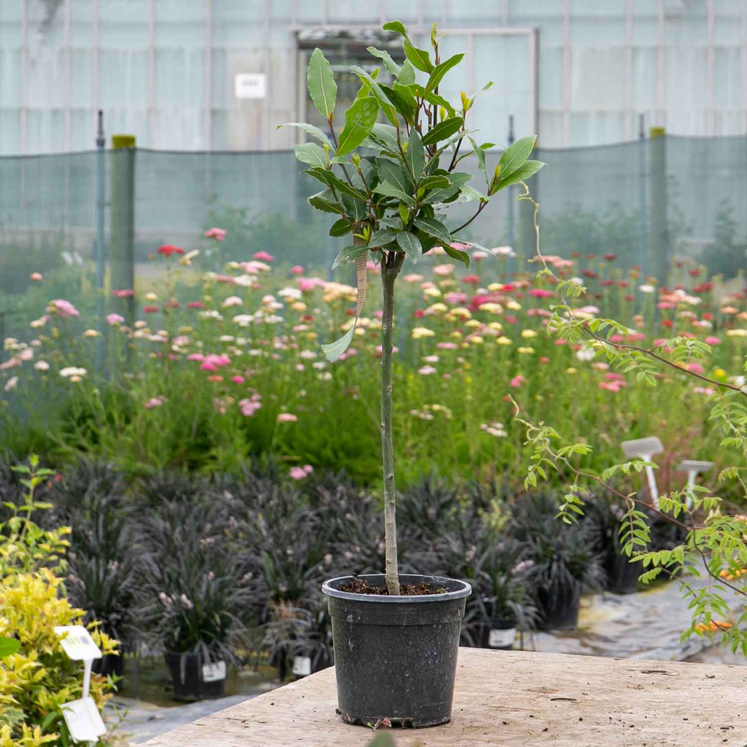 Bay Tree Standard 50-70cm | Marshalls Garden