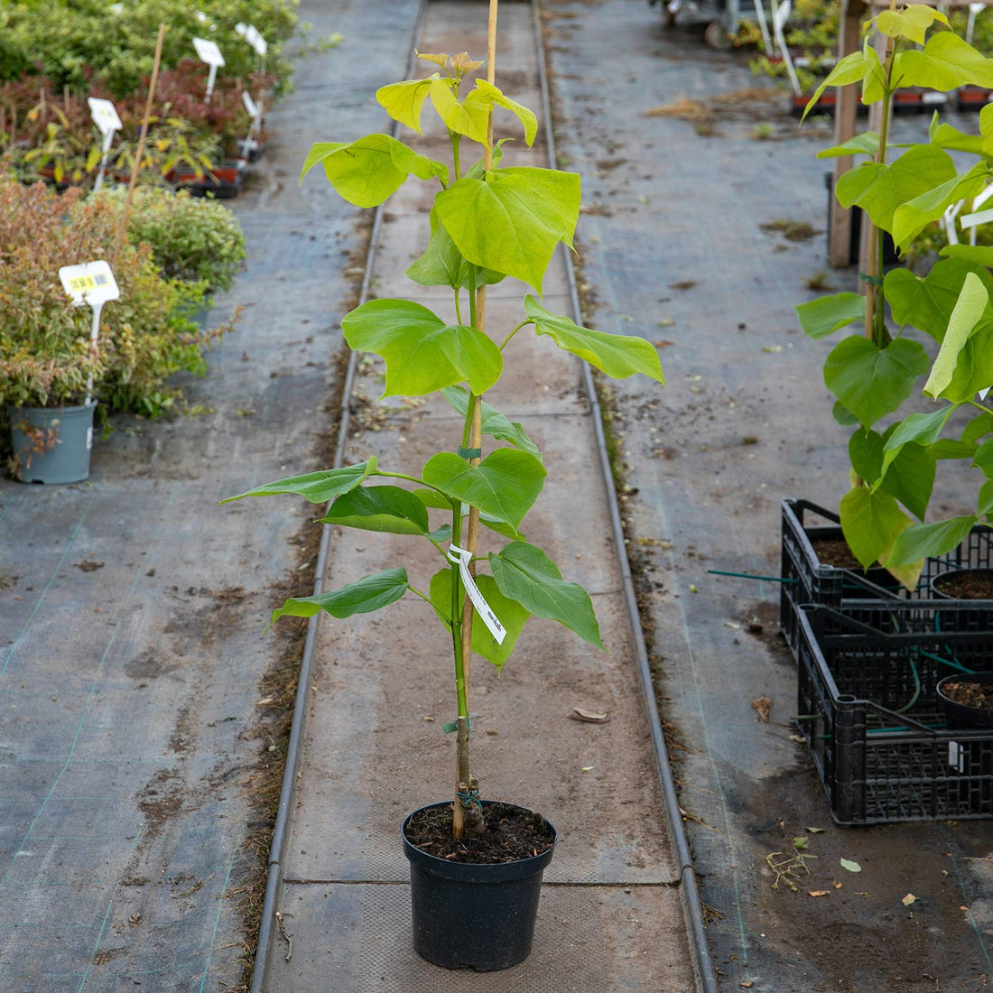 Indian Bean Tree | Marshalls Garden