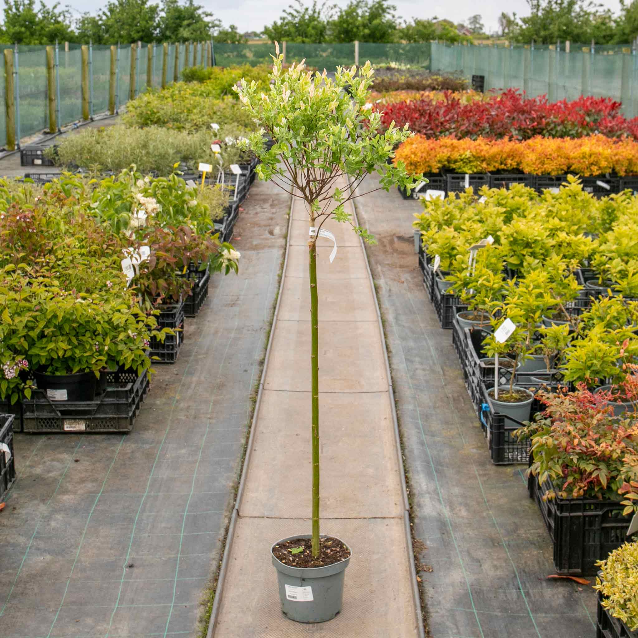 Salix 'Flamingo' - Large Potted 4ft Tree | Buy Salix Trees Online ...