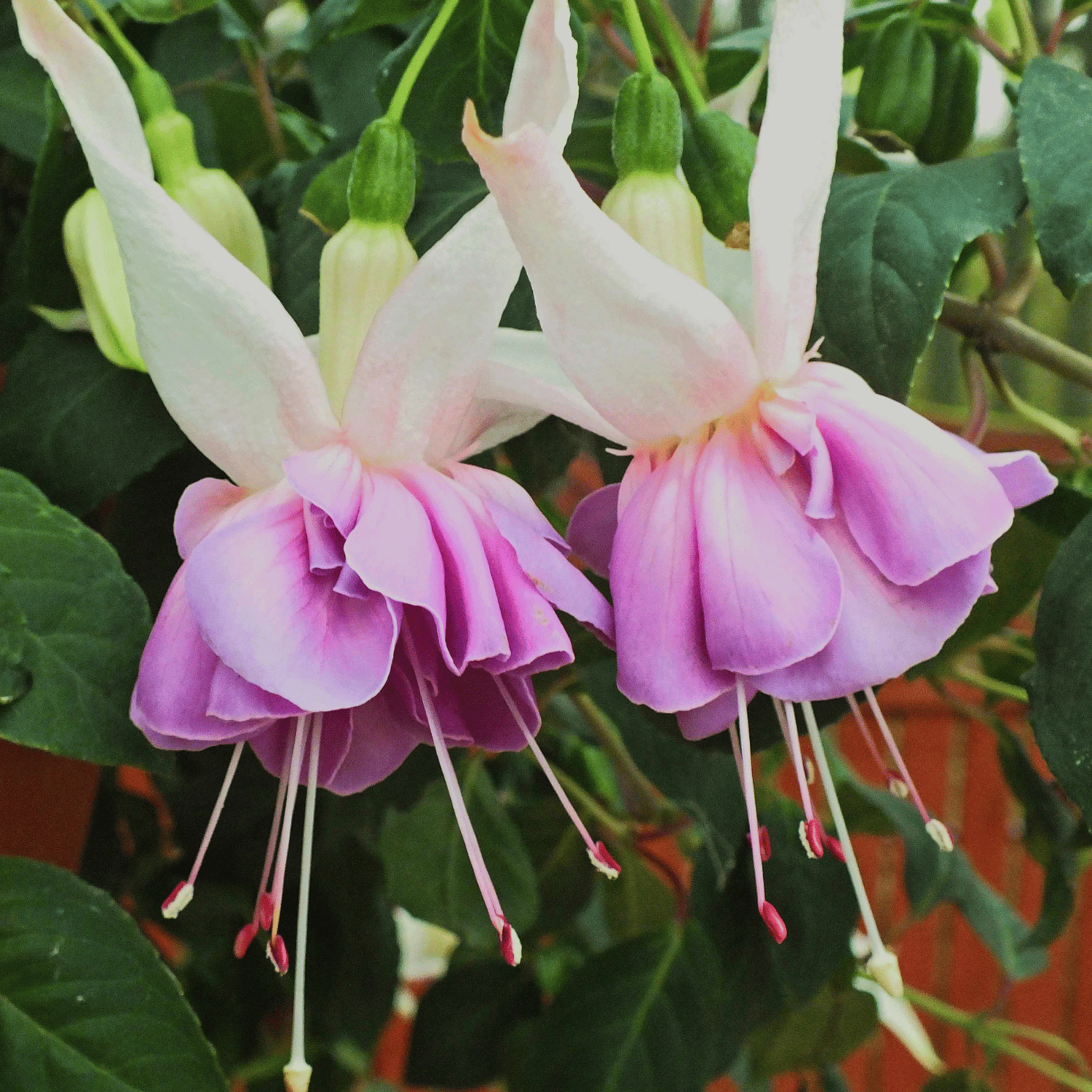 Fuchsia Plant 'Quasar' | Marshalls Garden