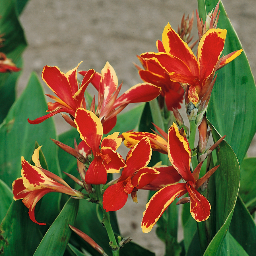 Canna Lily 'Lucifer' - 1 x 2 Litre Potted Plant | Buy Canna Plants ...